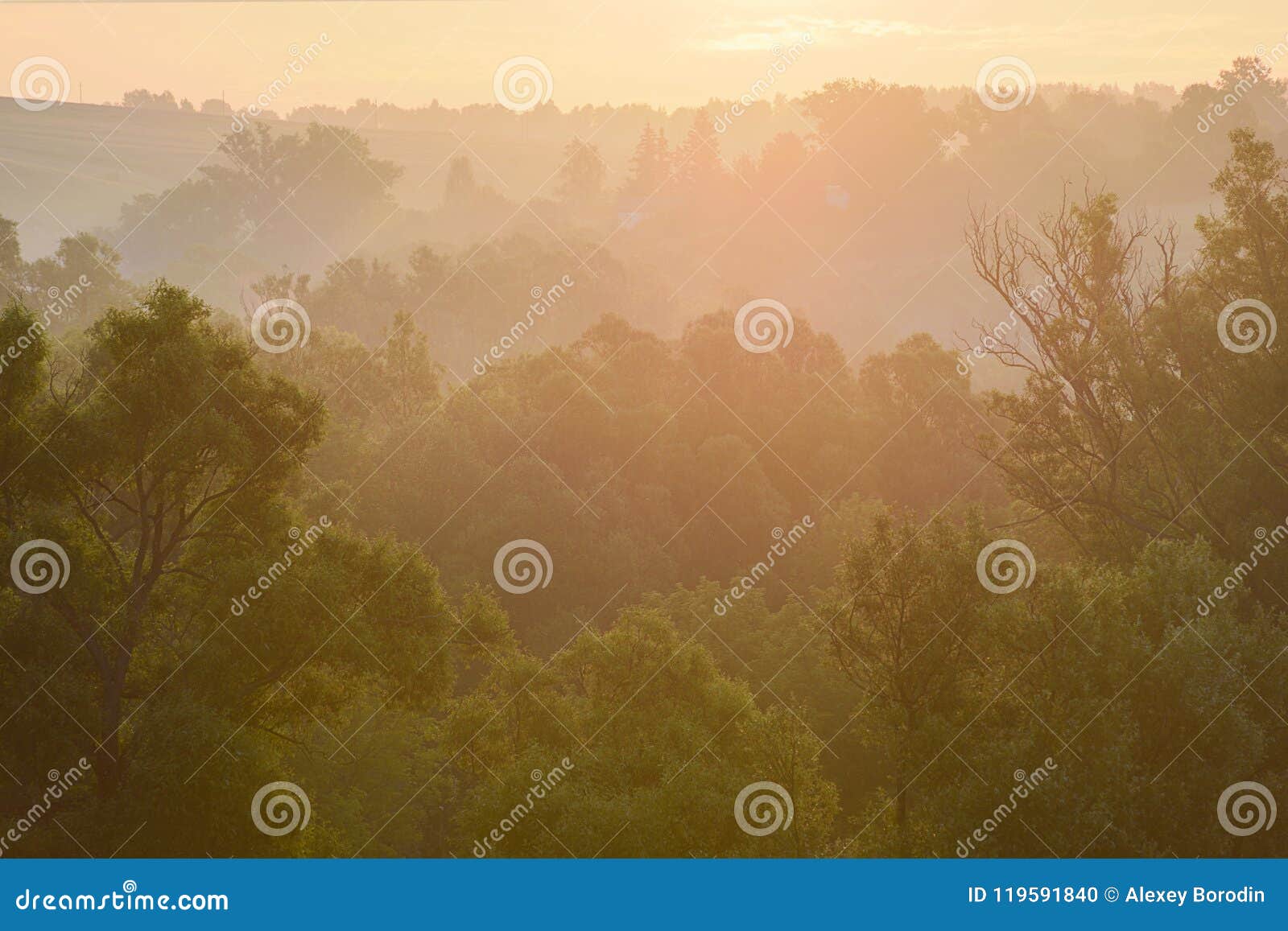 Summer Landscape. Green Trees and Rising Sun in Mist Stock Photo ...