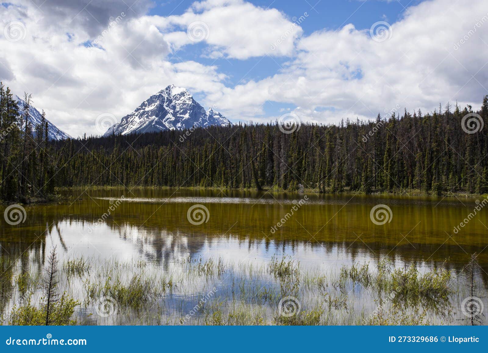 Summer Landscape in Jasper National Park, Canada Stock Photo - Image of ...
