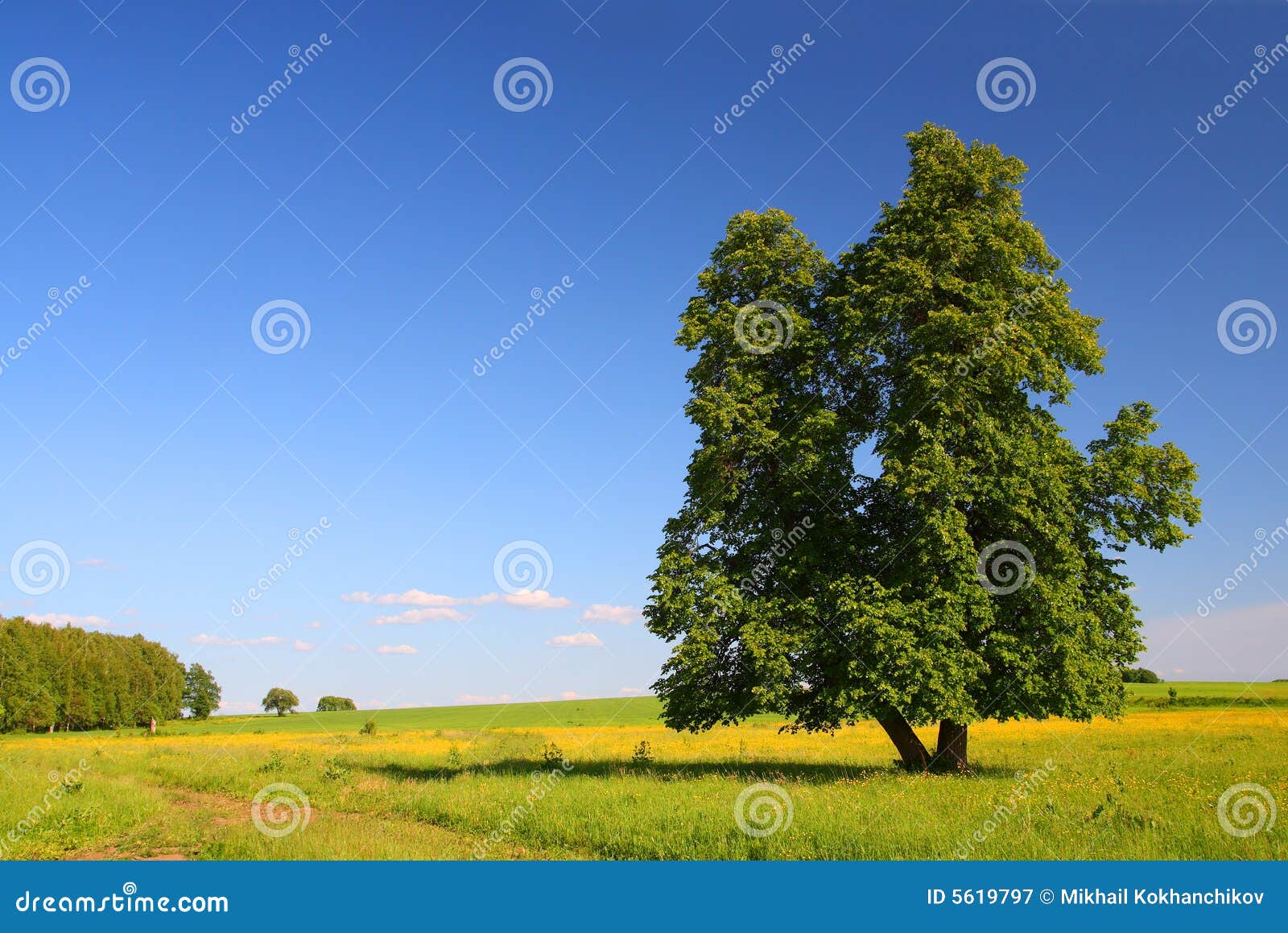 Summer Landscape with Lime Tree Stock Image - Image of relaxation ...