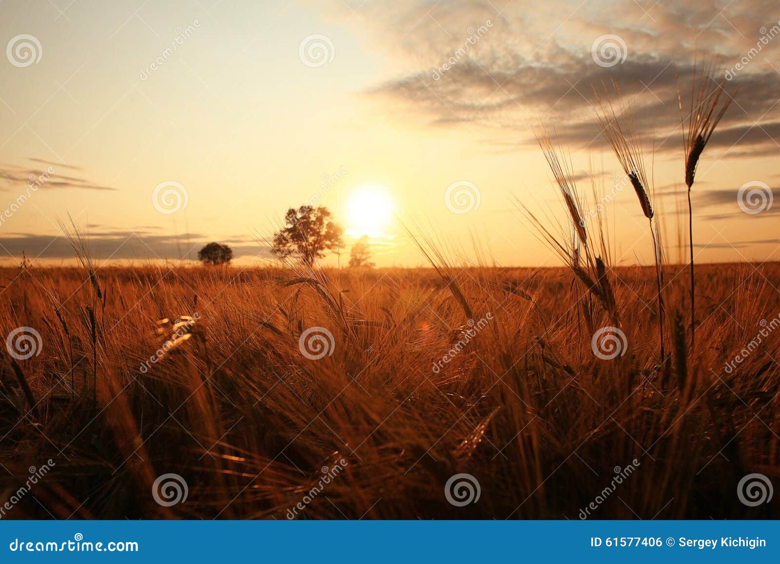 Summer Landscape with a Lone Tree at Sunset Stock Photo - Image of ...
