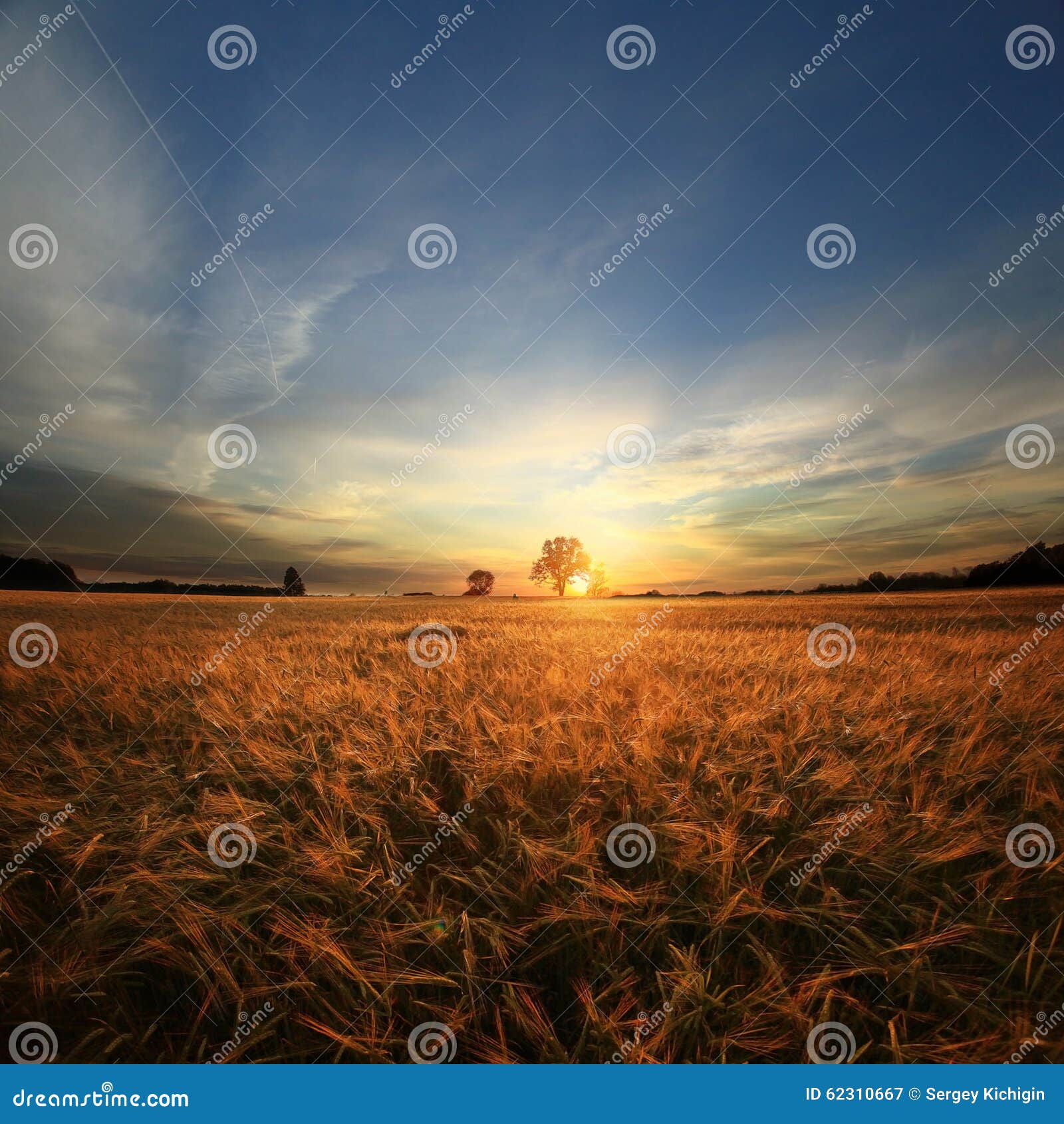 Summer Landscape with a Lone Tree at Sunset Barley Field Stock Image ...
