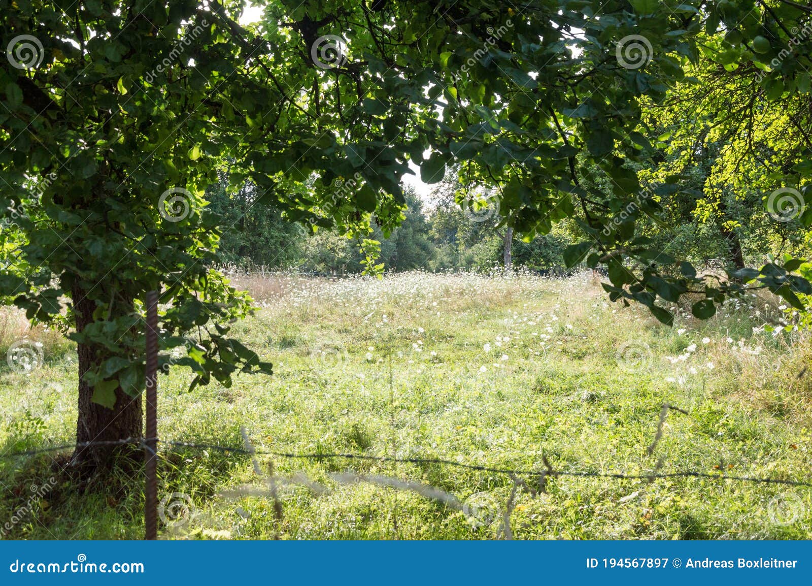 Summer Landscape Meadow and Forest Border Stock Image - Image of meadow ...