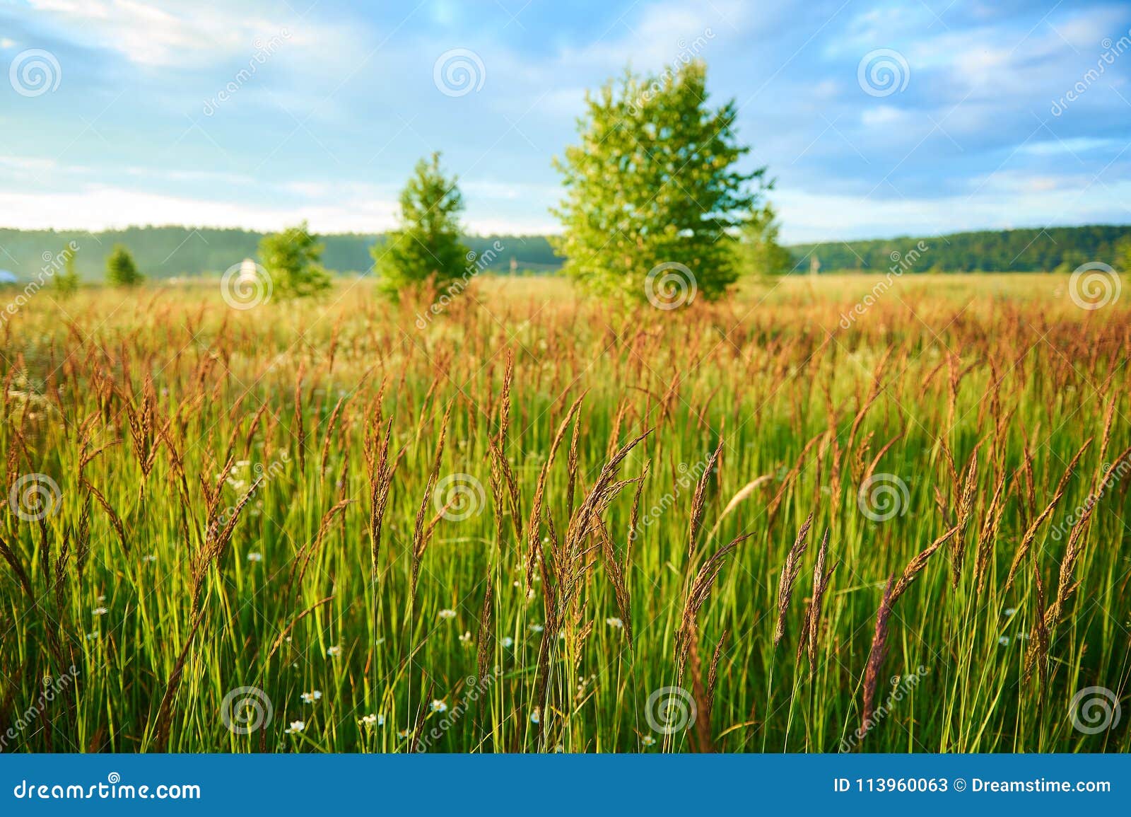 Simple Summer Landscape with Meadow and Young Trees Stock Image - Image ...