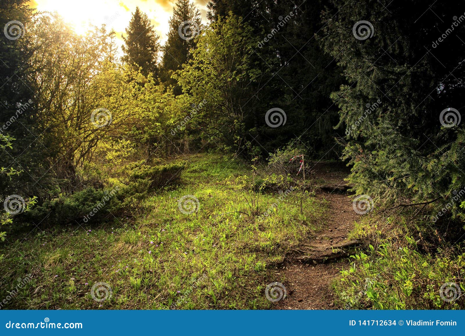 Forest in the Mountains in Summer. Stock Photo - Image of full ...