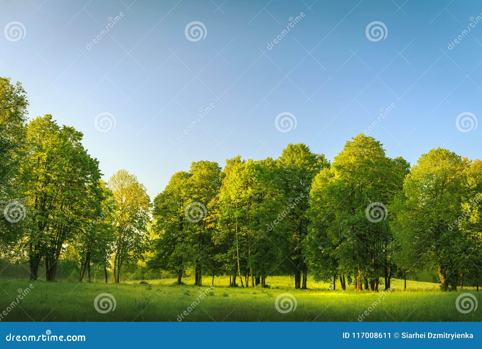 Summer Landscape of Nature Background. Green Trees in Row on Morning ... Summer Landscape of Nature Background. Green Trees in Row on Morning ...