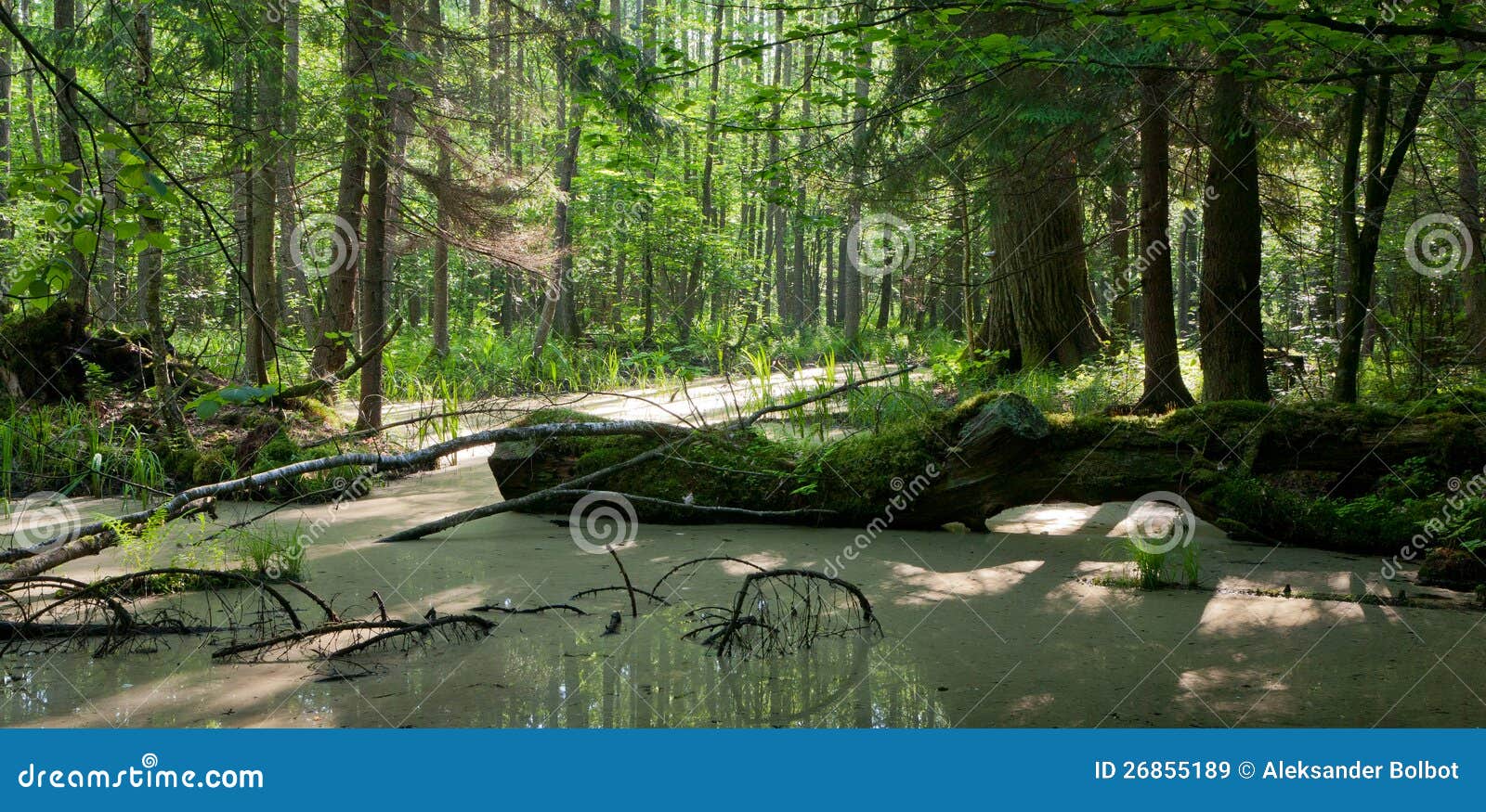 Summer Landscape of Old Forest and Broken Tree Stock Image - Image of ...