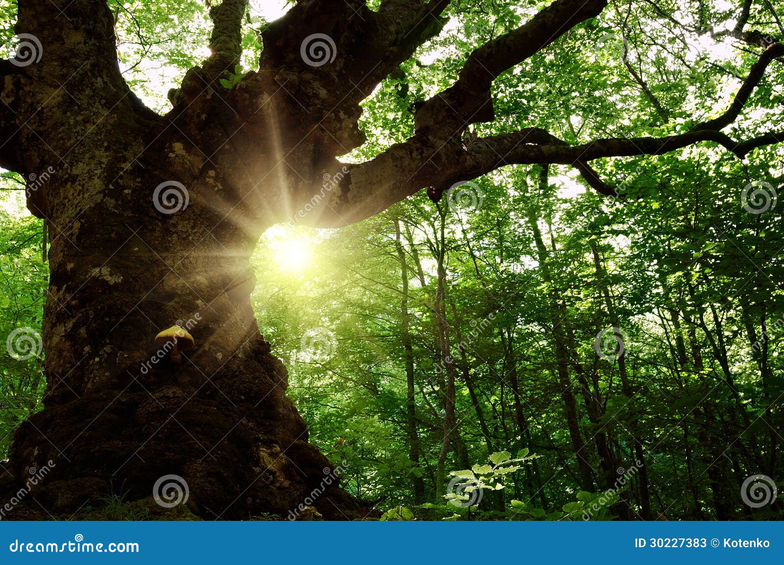 Old tree in the forest stock image. Image of park, wood - 30227383