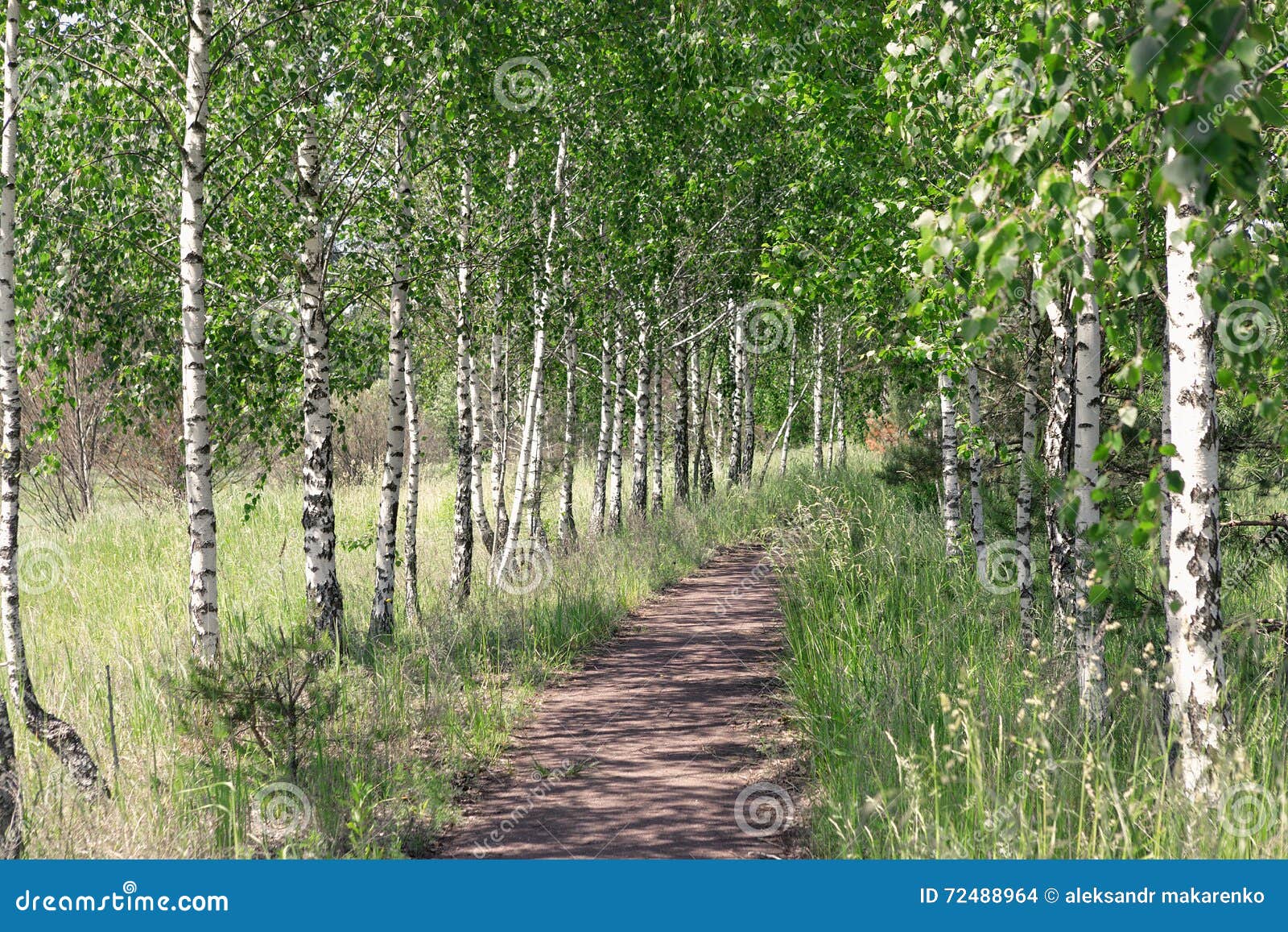 Summer Landscape. Path in the Birch Copse Stock Photo - Image of tree ...