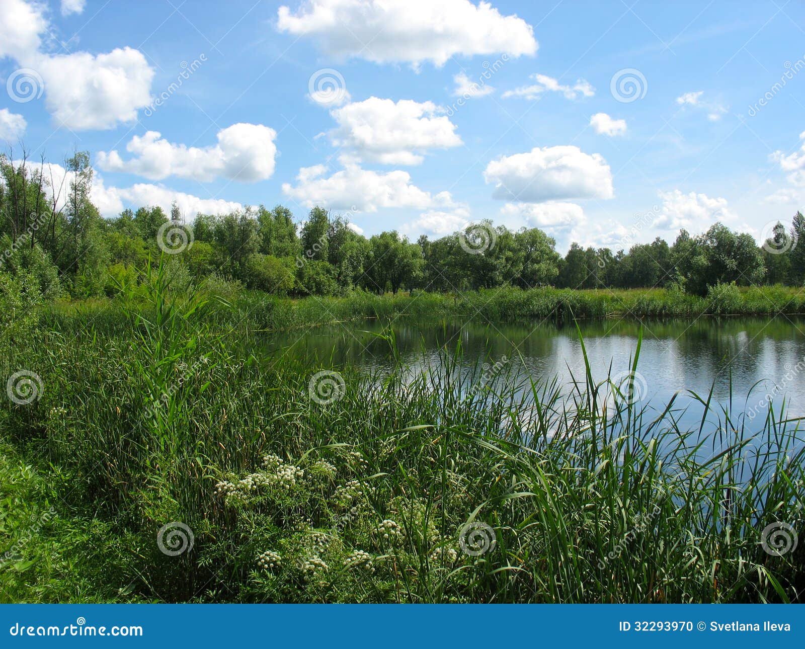 Summer Landscape: Pond in the Park Stock Photo - Image of summer ...