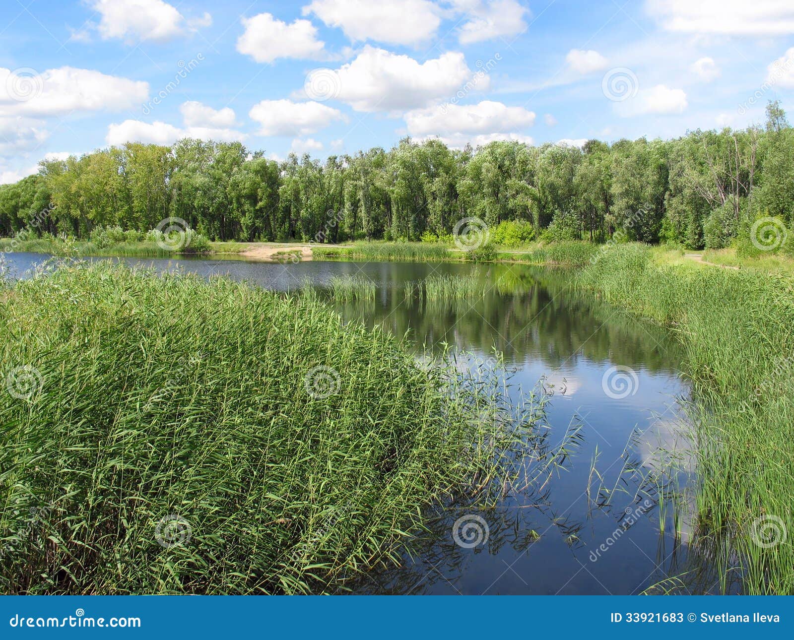 Summer Landscape: Pond in the Park Stock Image - Image of nature, azure ...