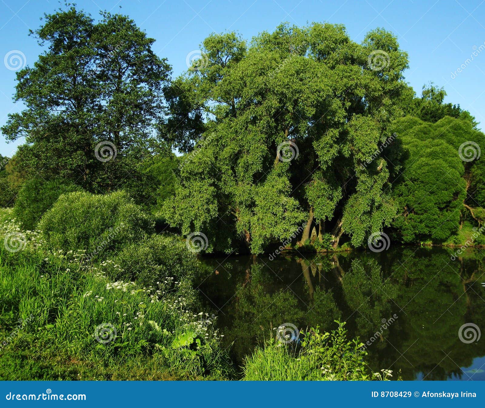 Summer Landscape, Pond and Trees Stock Image - Image of park ...
