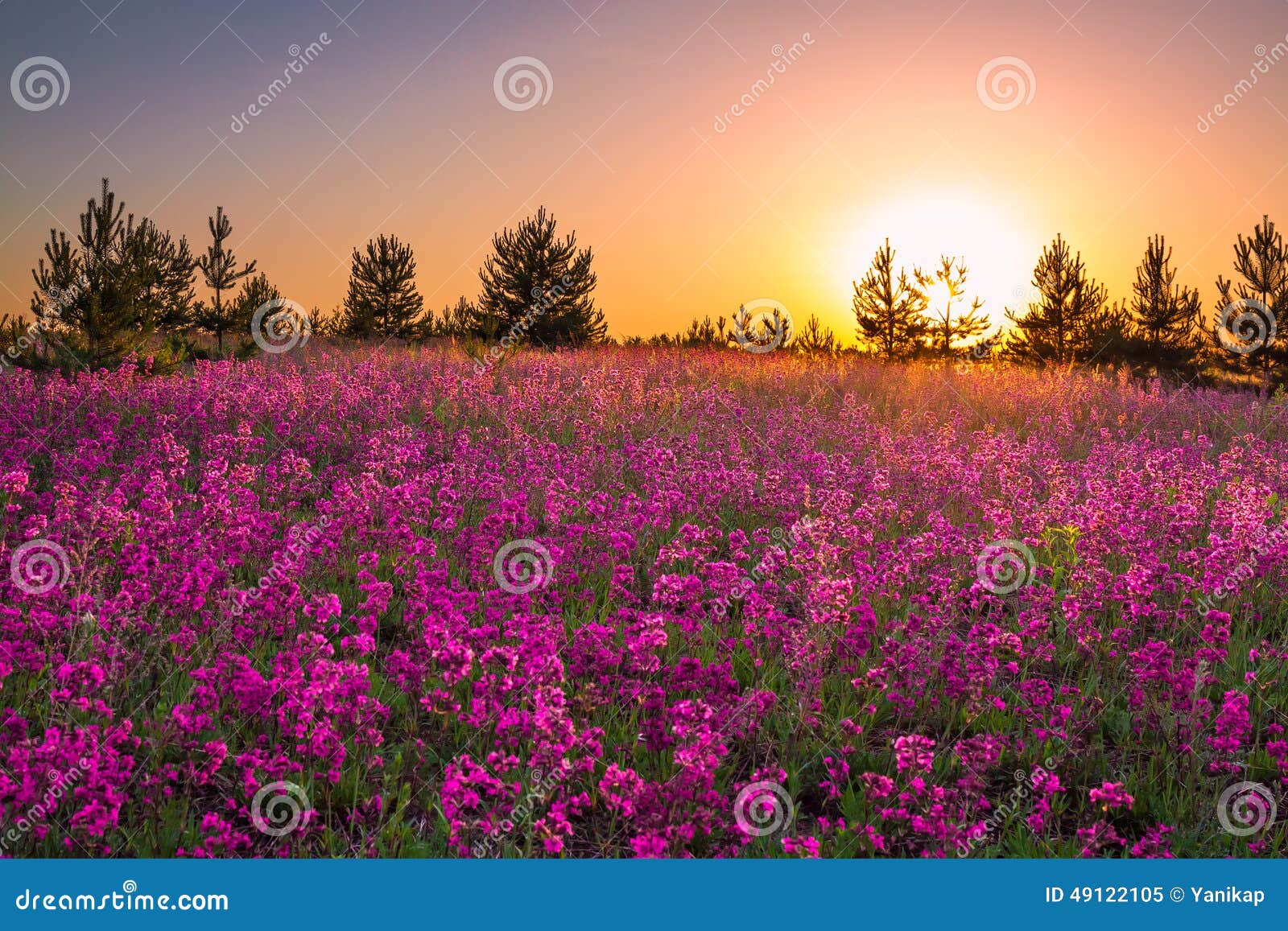 Summer Landscape with Purple Flowers on a Meadow and Sunset Stock Image ...
