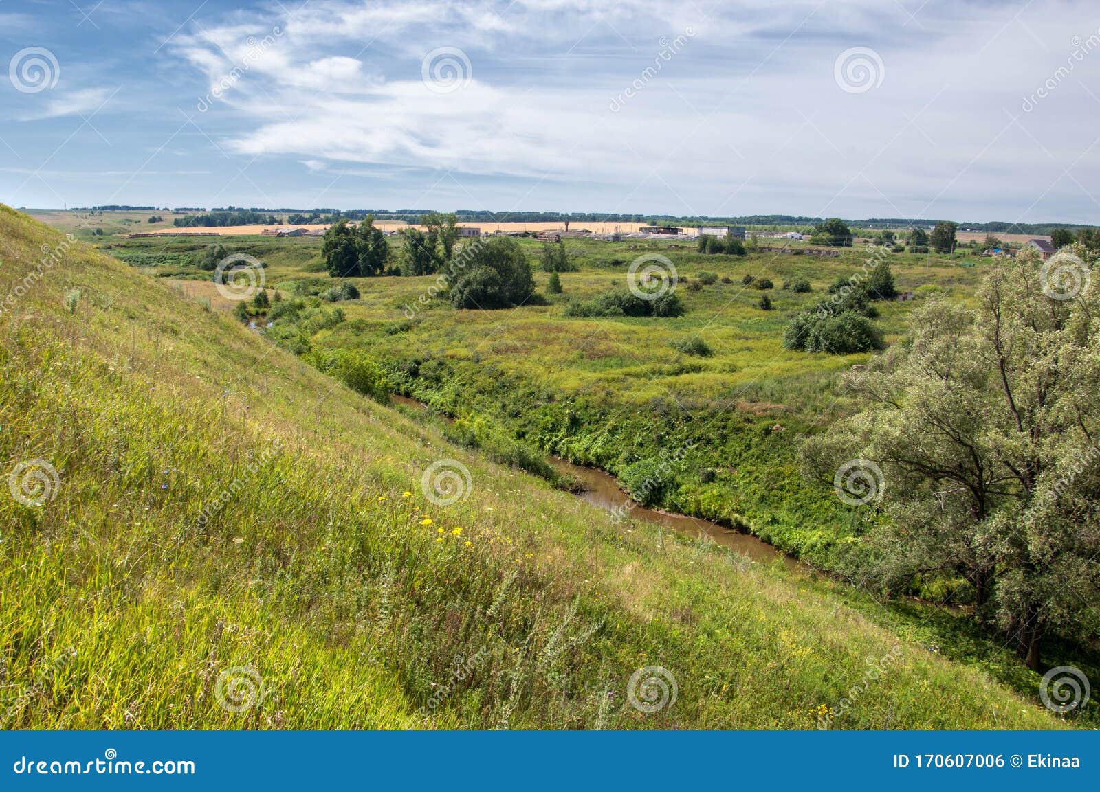 Summer Landscape, Ravine, Grass Sedge, Mixed Grass. Trees of Pine and ...
