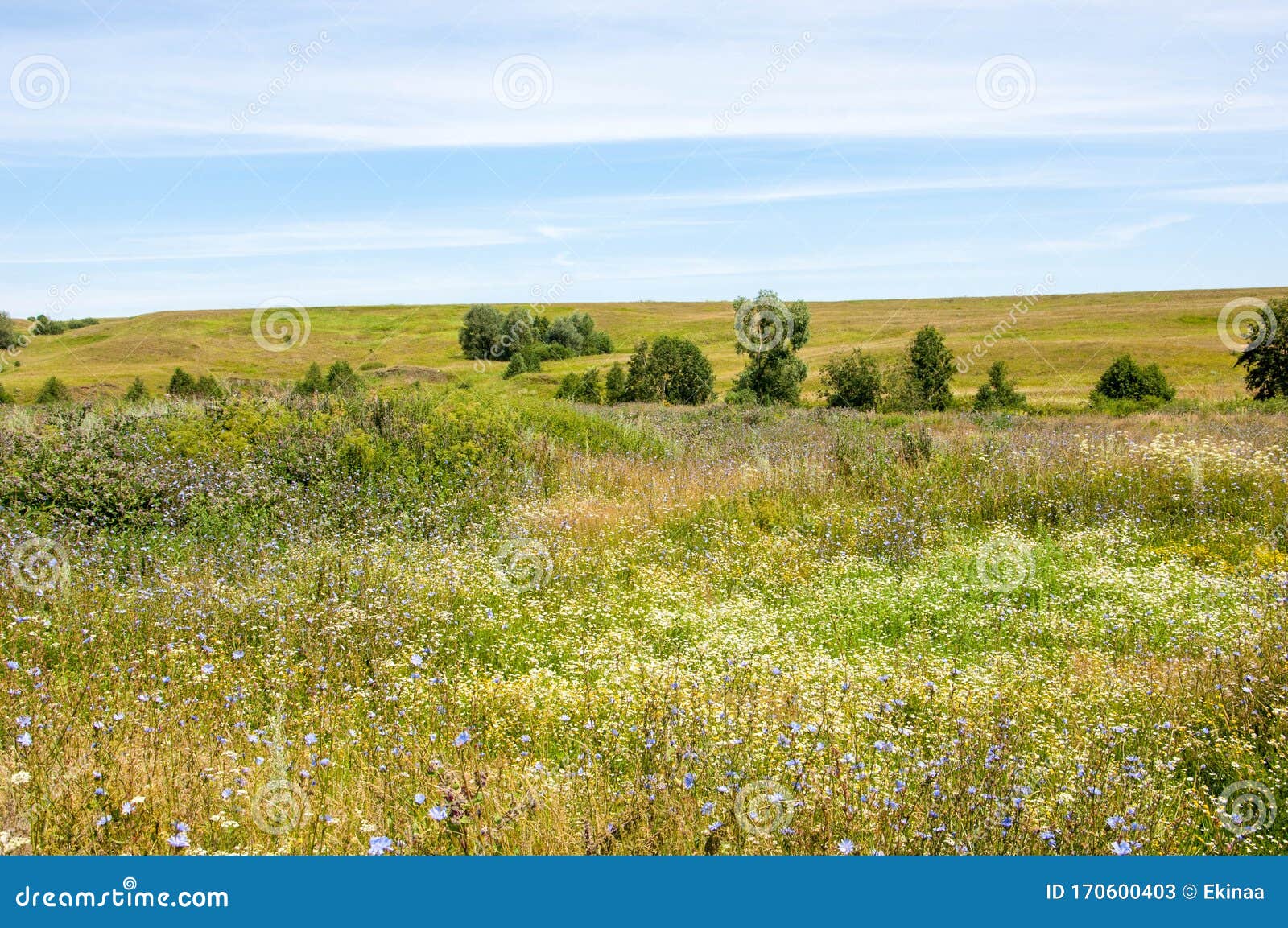 Summer Landscape, Ravine, Grass Sedge, Motley Grass. a Small River ...