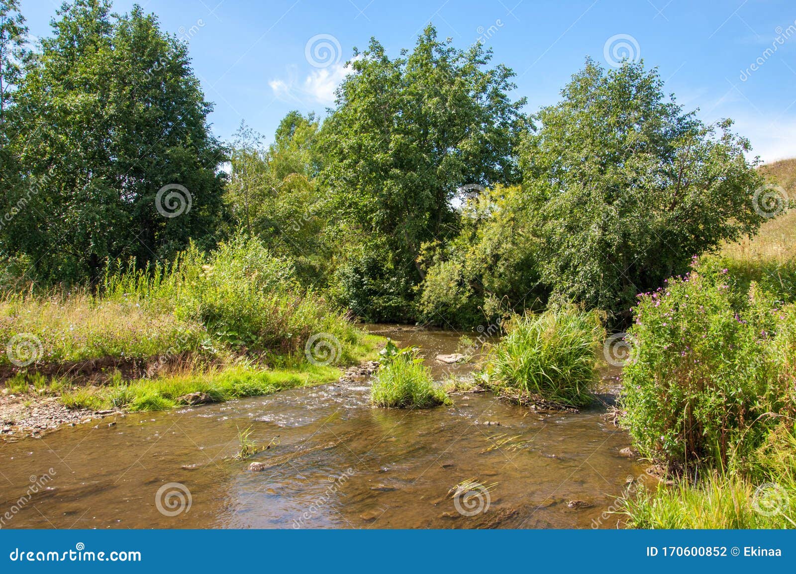 Summer Landscape, Ravine, Grass Sedge, Motley Grass. a Small River ...