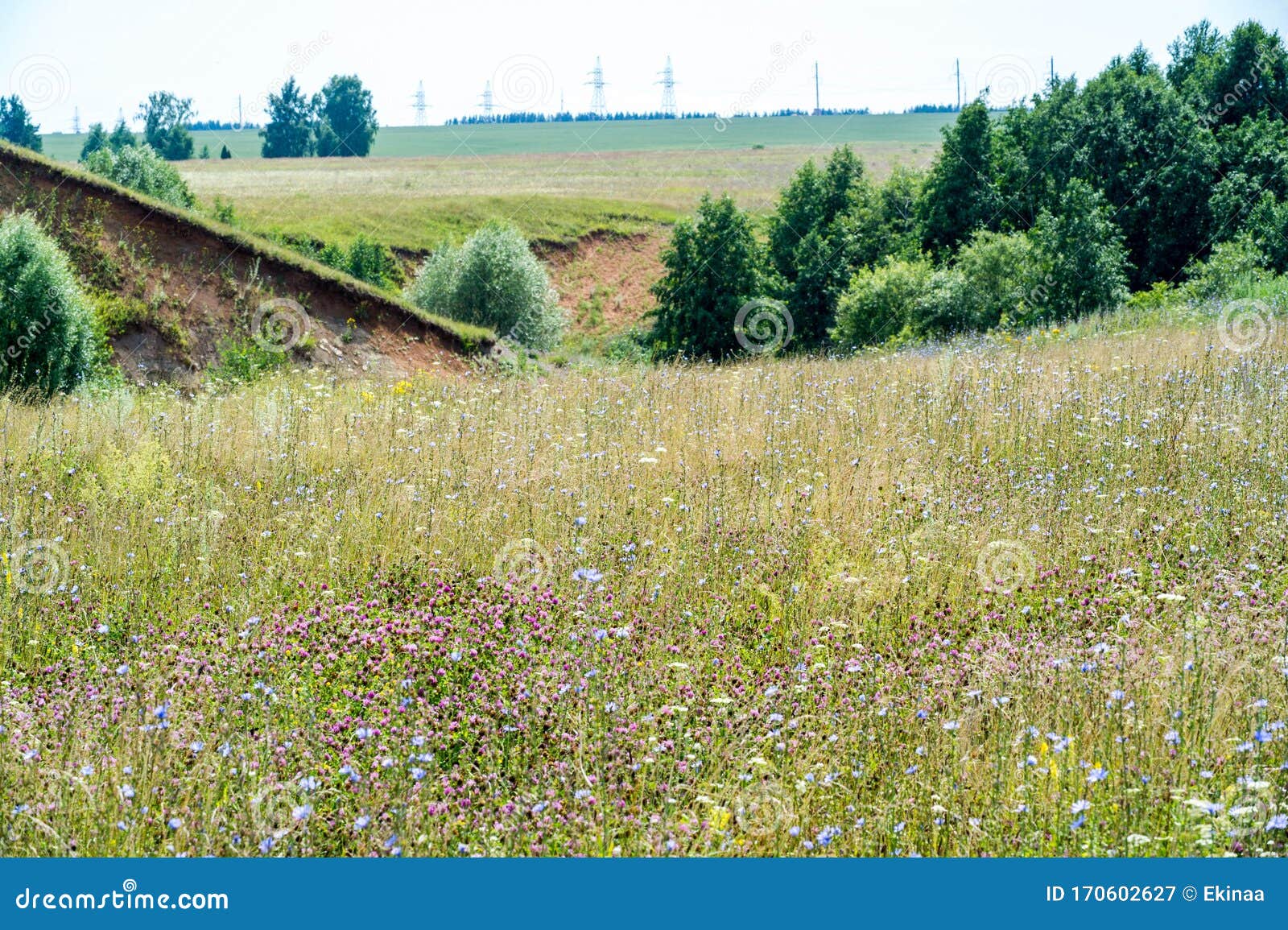 Summer Landscape, Ravine, Grass Sedge, Motley Grass. a Small River ...