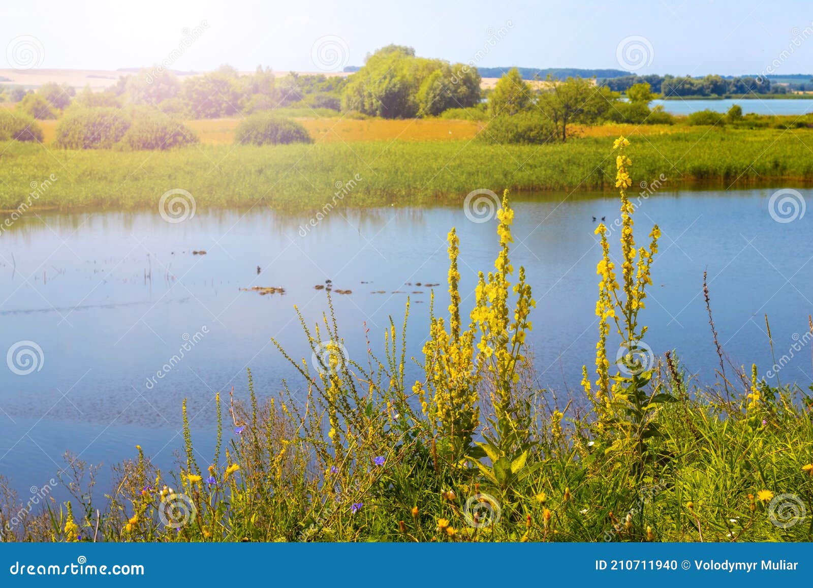 Summer Landscape with River and Yellow Wildflowers on the Shore River ...