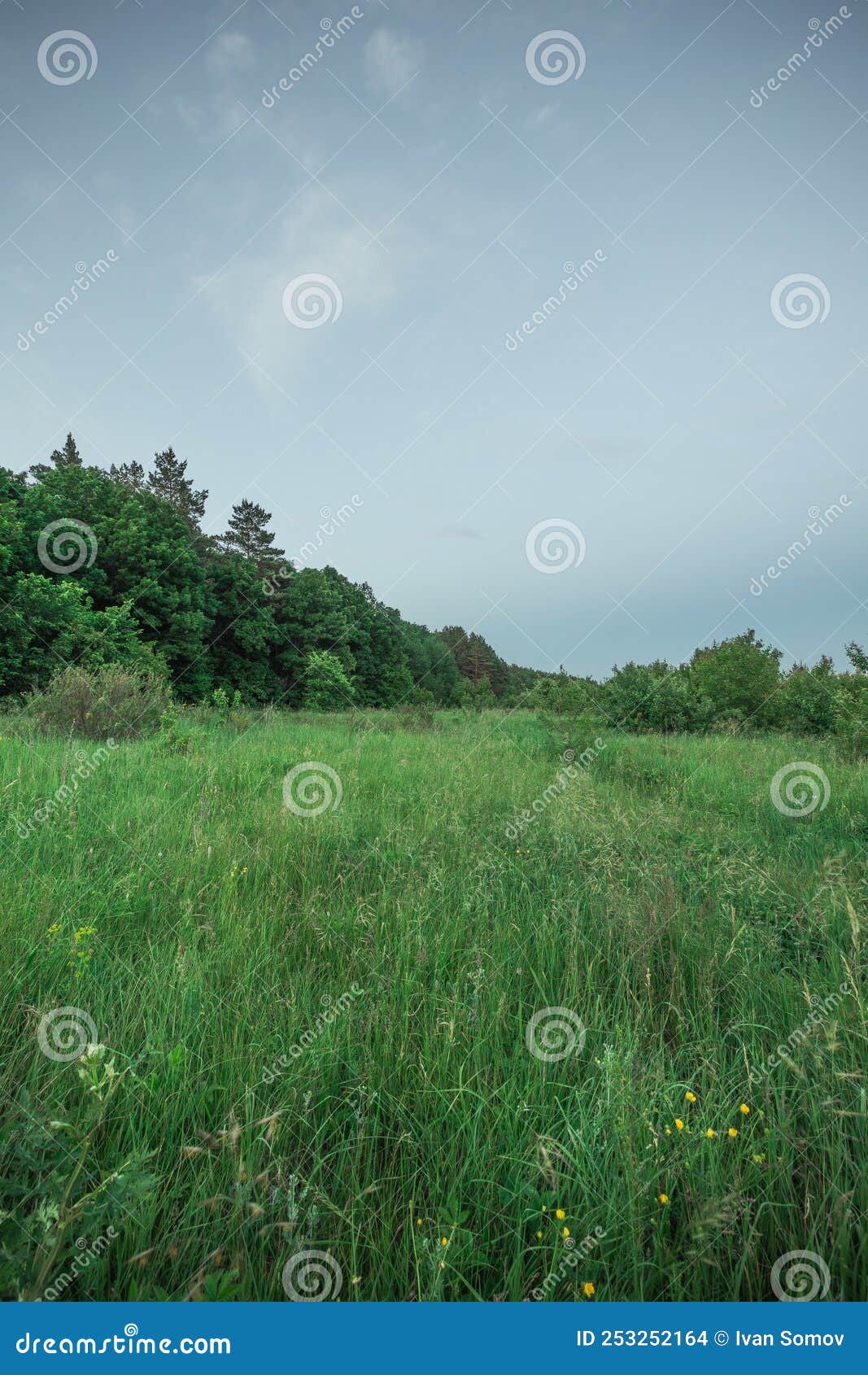 Summer Landscape in Rural Areas Stock Photo - Image of countryside ...