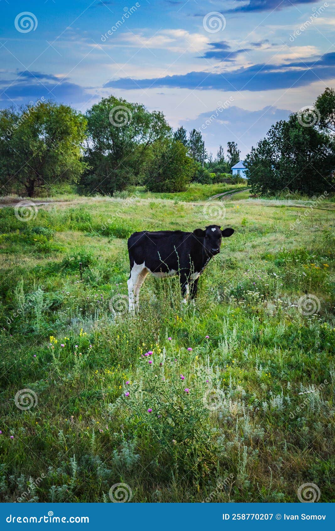 Summer Landscape in Rural Areas Stock Image - Image of grain, hiking ...