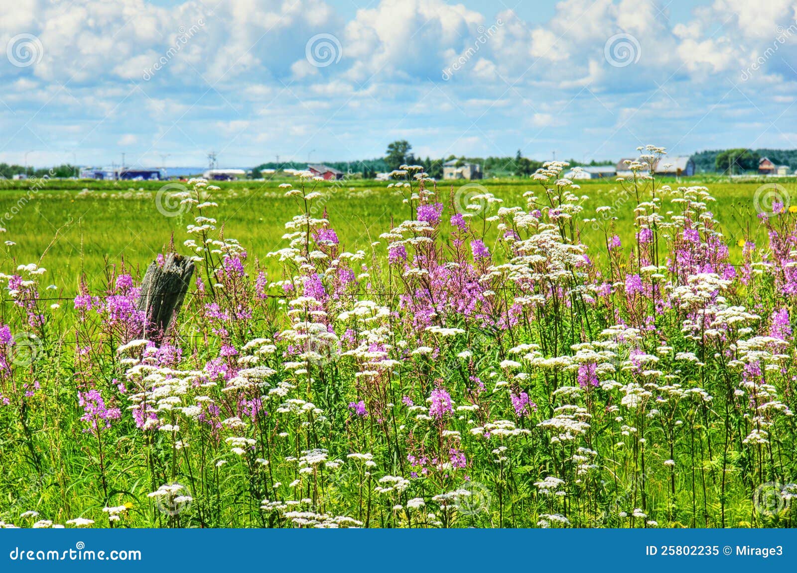 Summer Landscape in Rural Canada Stock Image - Image of lythrum, flower ...