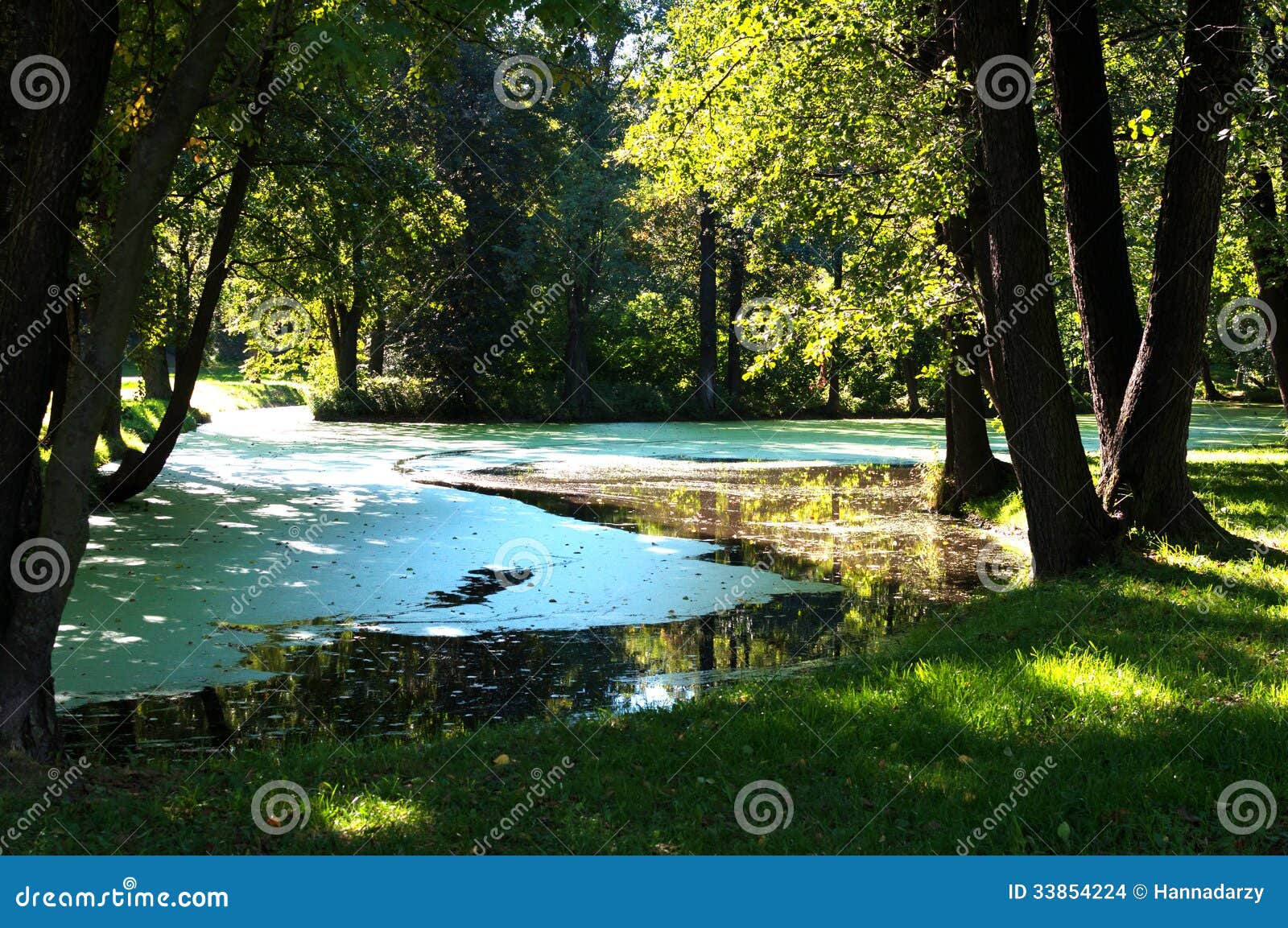 Summer Landscape with a Shady Pond Stock Photo - Image of pond, summer ...