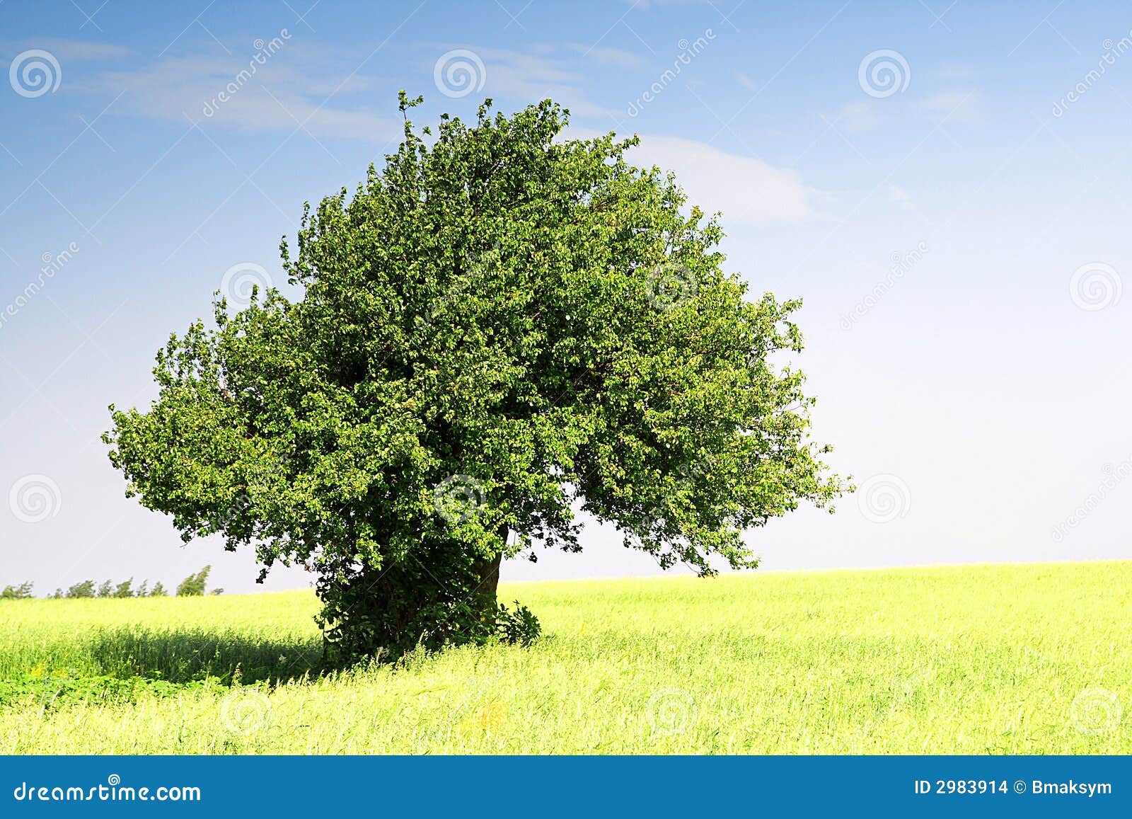 Summer Landscape. Single Tree On A Field Stock Images - Image: 2983914