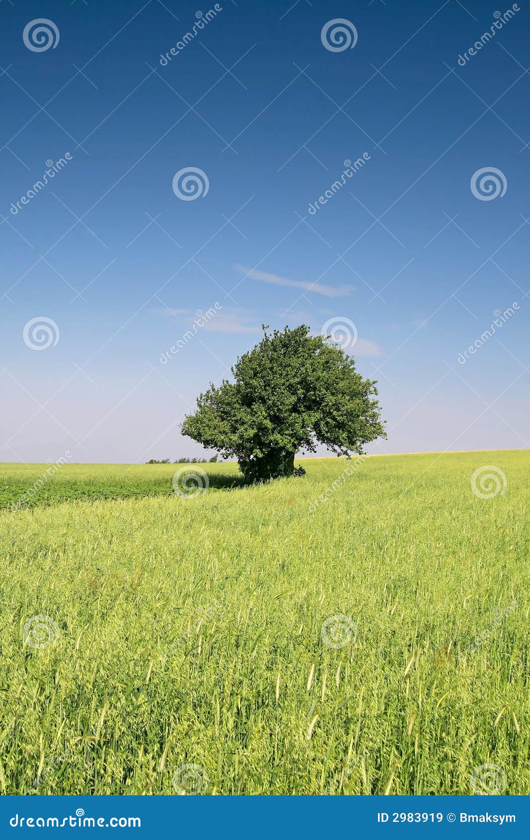 Summer Landscape. Single Tree on a Field Stock Image - Image of grass ...