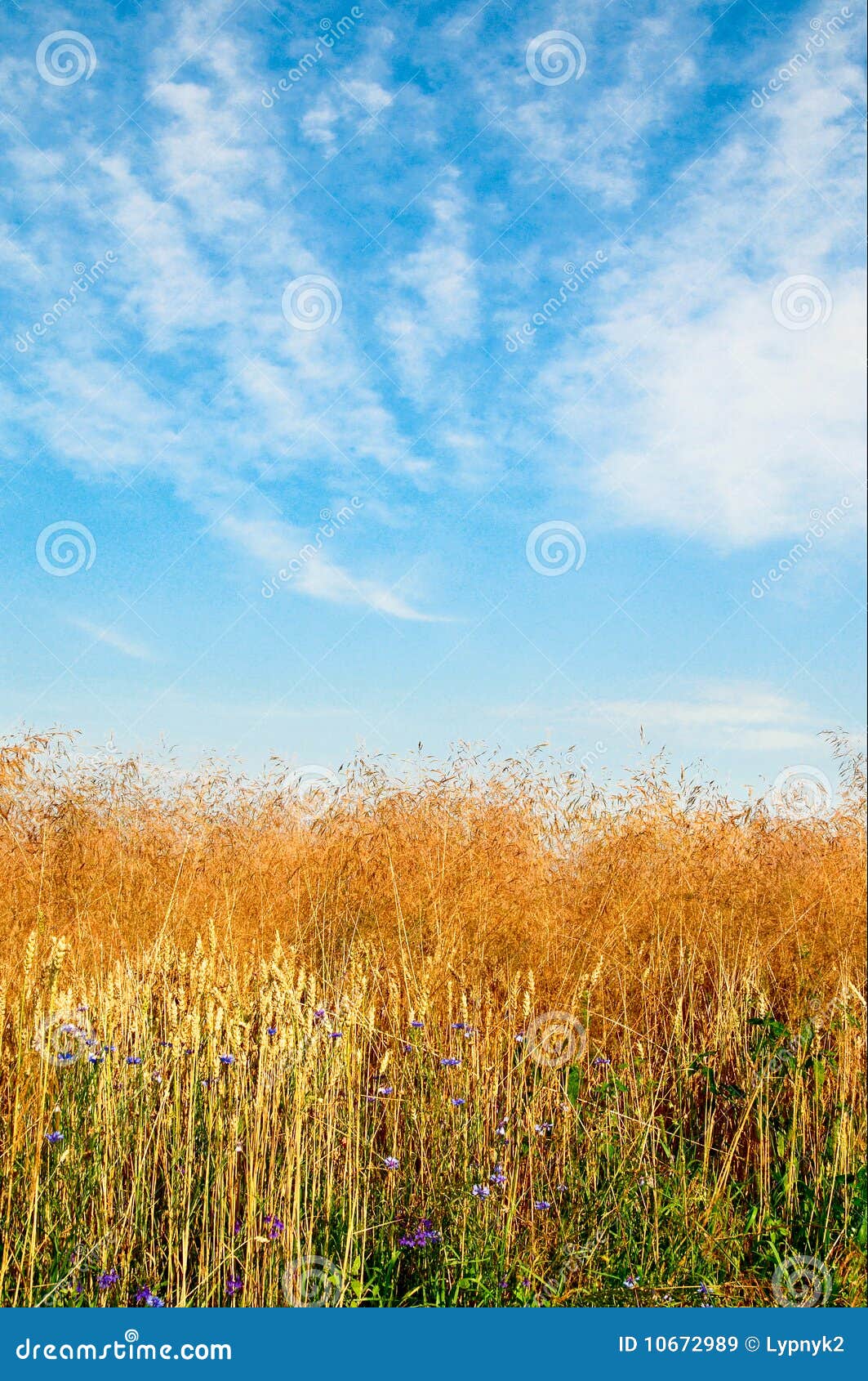 Summer Landscape and Splendid Sky. Stock Image - Image of food, straw ...
