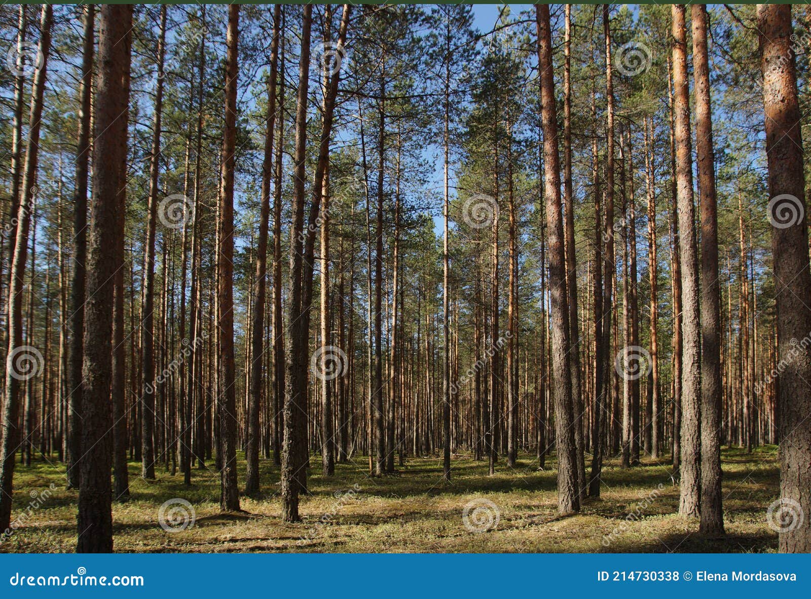 Summer Landscape with Tall Straight Pine Trees in the Forest Stock ...