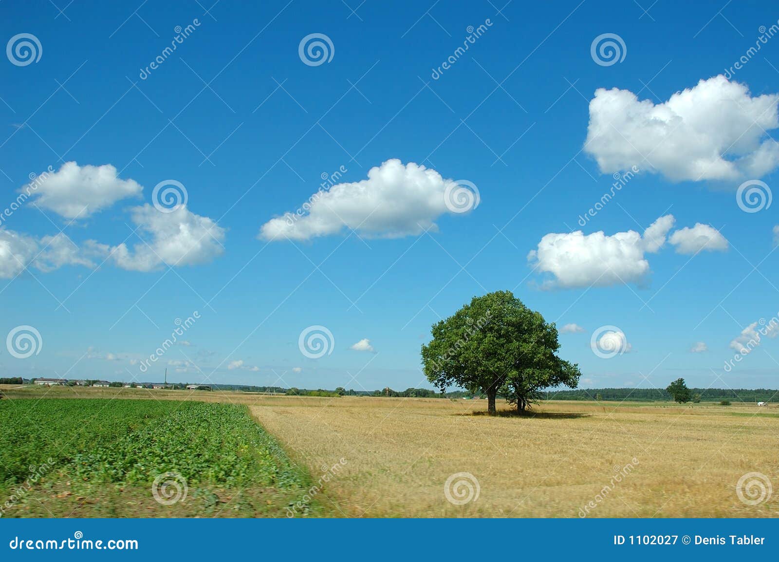 Summer landscape with tree stock image. Image of pasture - 1102027