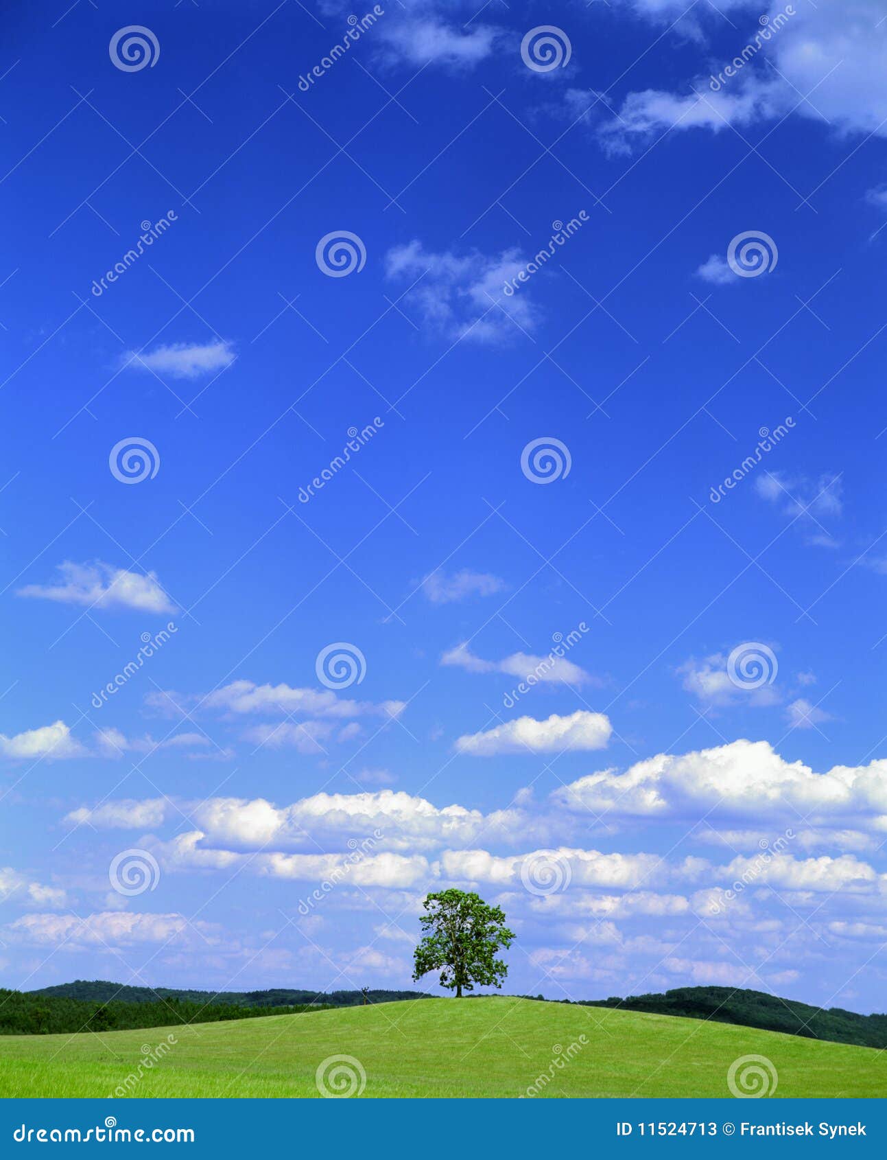 Summer Landscape with Tree stock image. Image of forested - 11524713