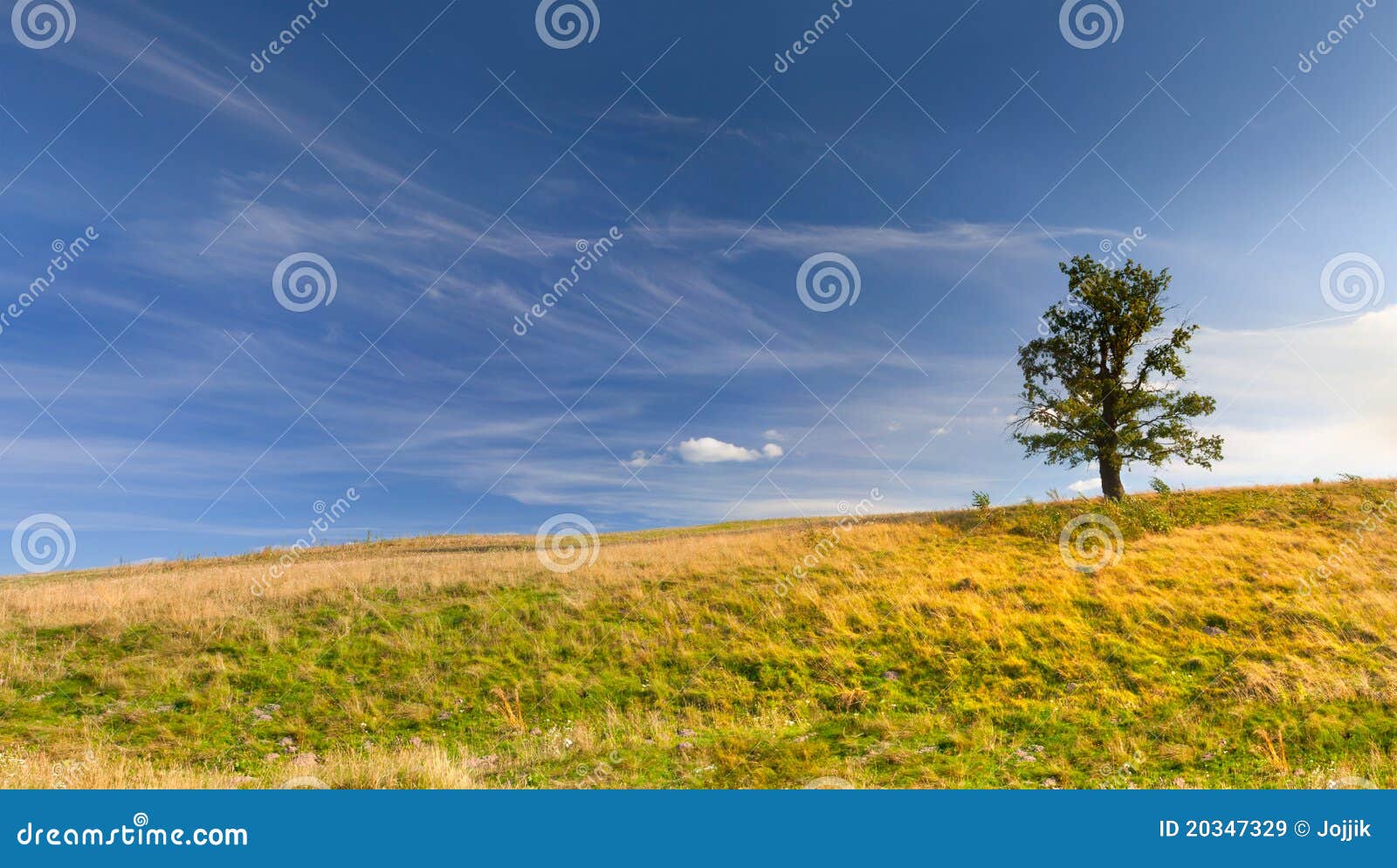 Summer landscape with tree stock image. Image of tree - 20347329