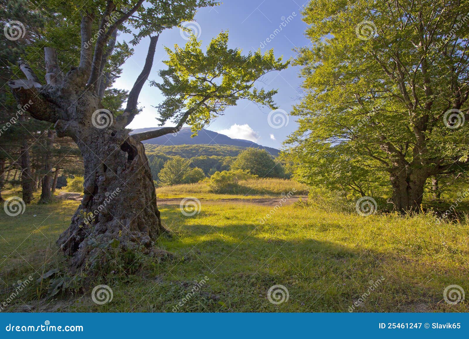 Summer Landscape with a Tree Stock Image - Image of plant, bark: 25461247
