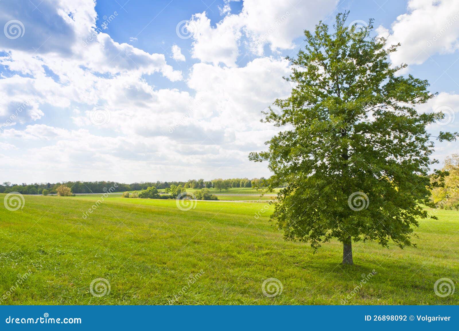 Summer Landscape with a Tree Stock Photo - Image of field, country ...