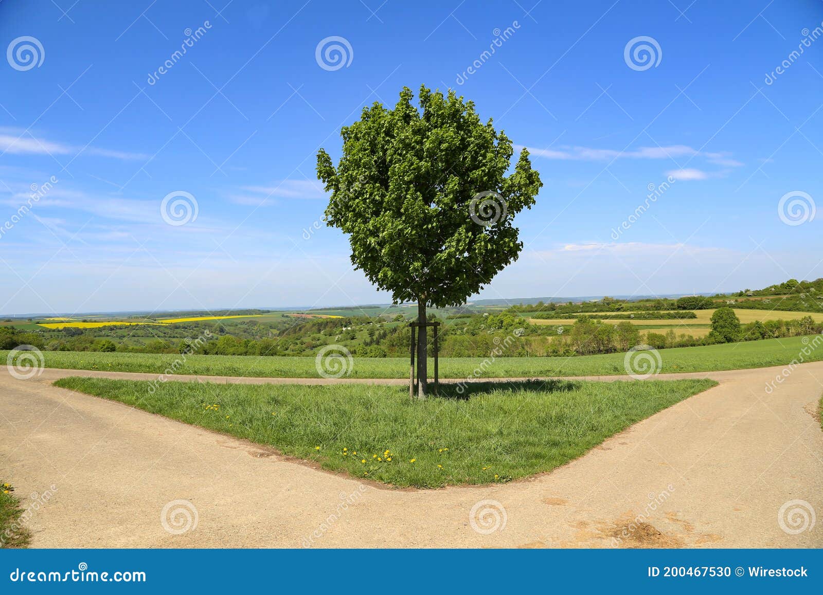Summer Landscape with a Tree in the Center Stock Photo - Image of park ...