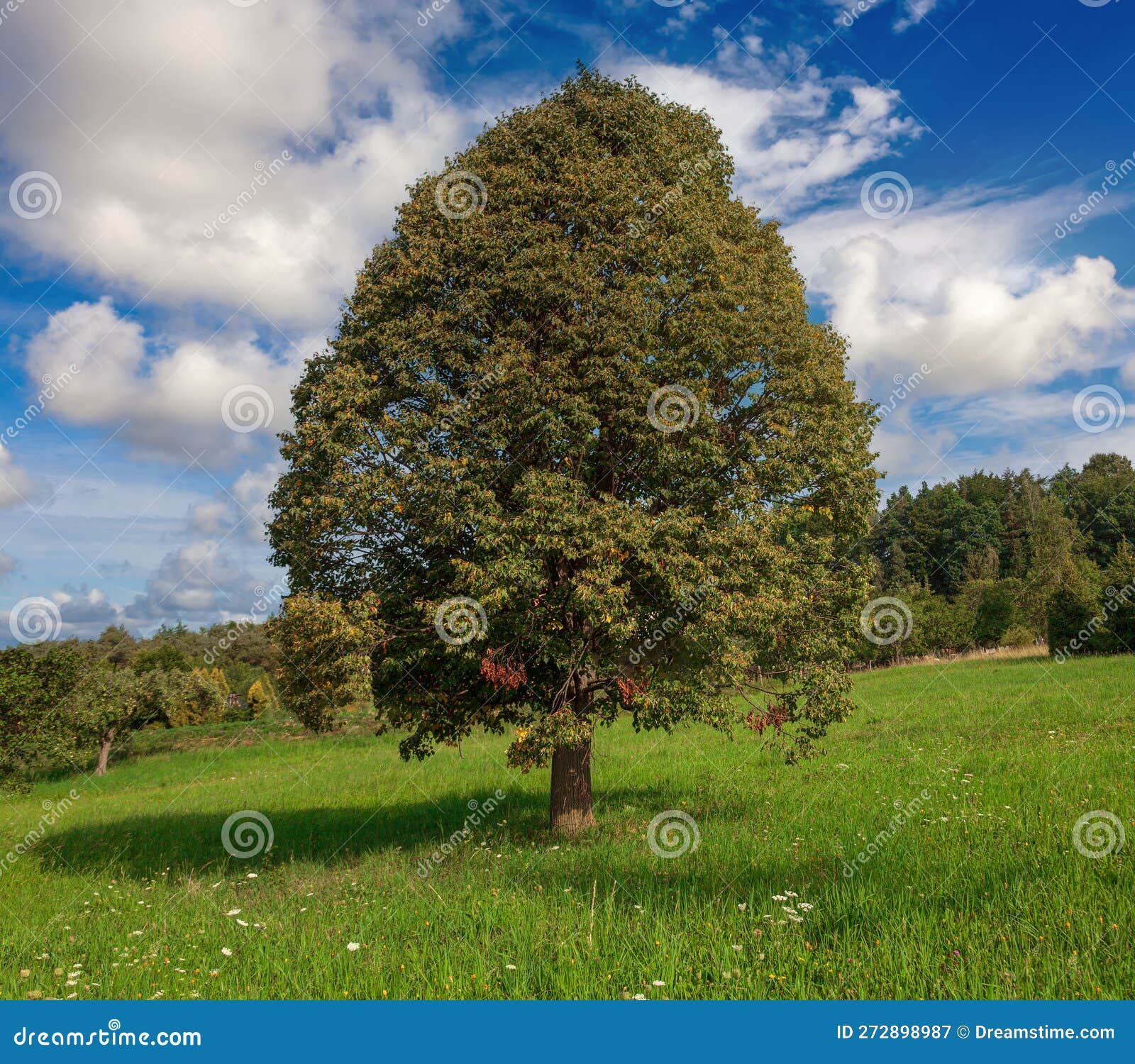 Summer Landscape with a Tree and Field Stock Image - Image of beautiful ...