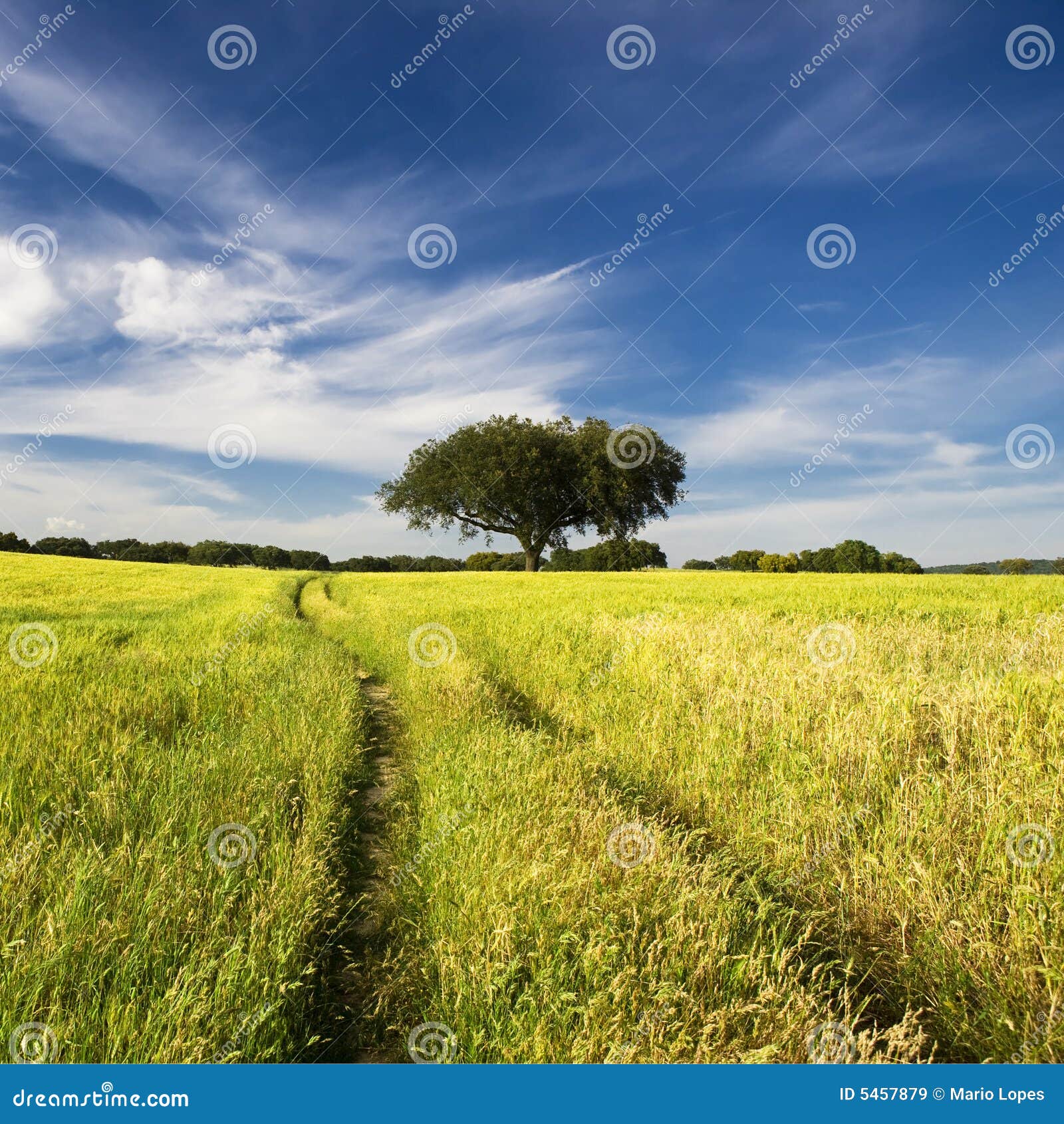 Summer Landscape with Tree and Path Stock Image - Image of agriculture ...