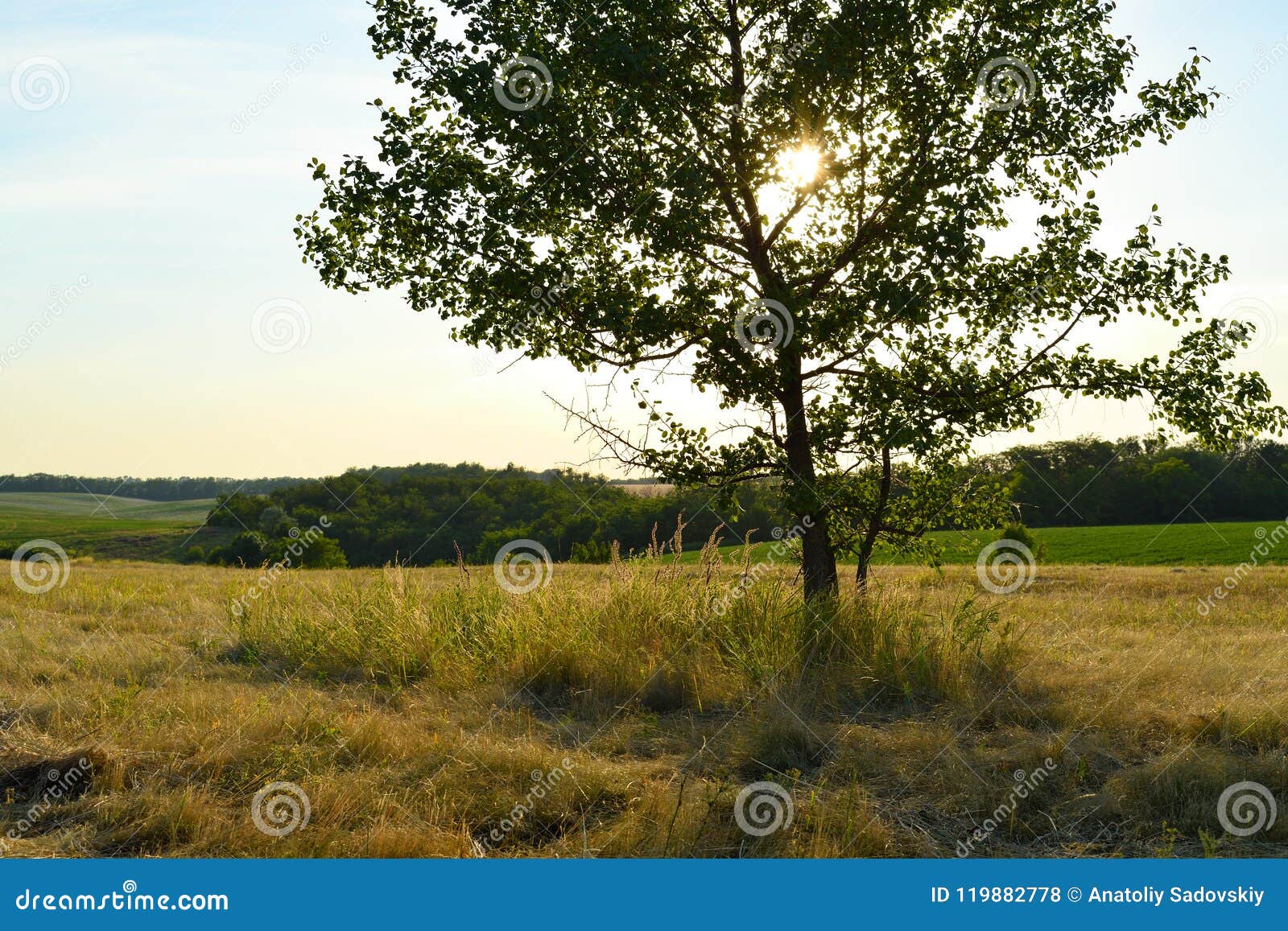 Summer landscape with tree stock photo. Image of rural - 119882778