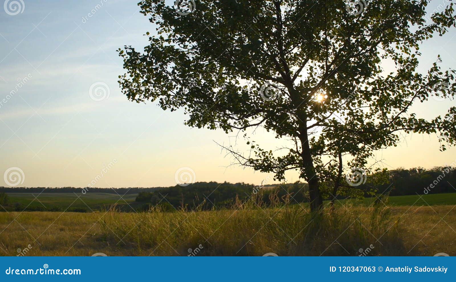 Summer landscape with tree stock video. Video of summer - 120347063