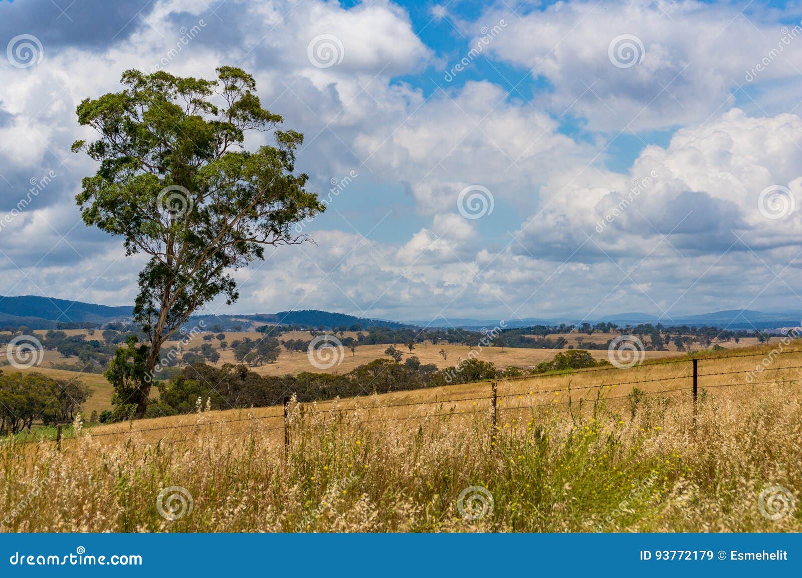 Summer landscape with tree stock image. Image of agriculture - 93772179