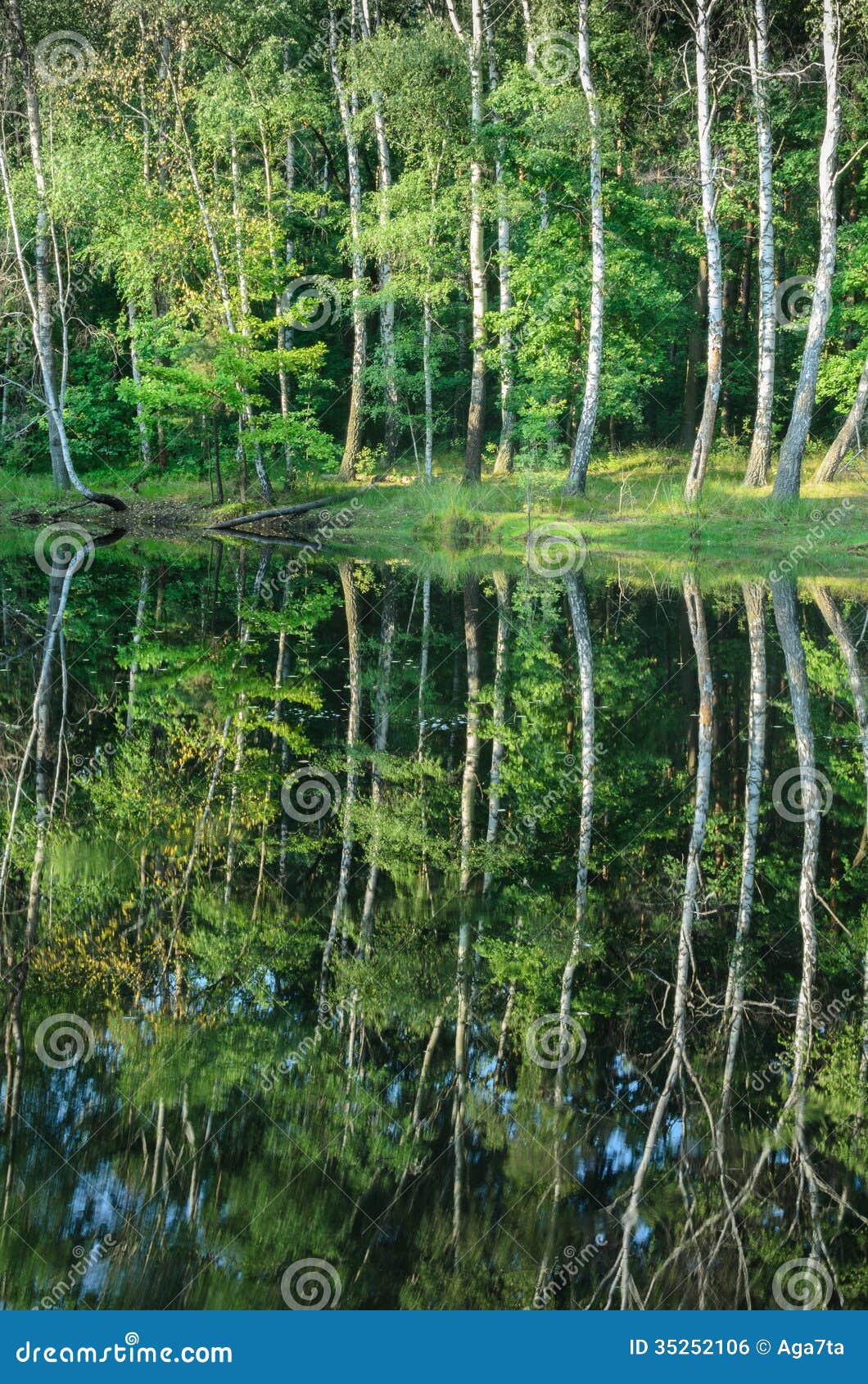 Summer Landscape with Trees Reflection in Lake Stock Photo - Image of ...