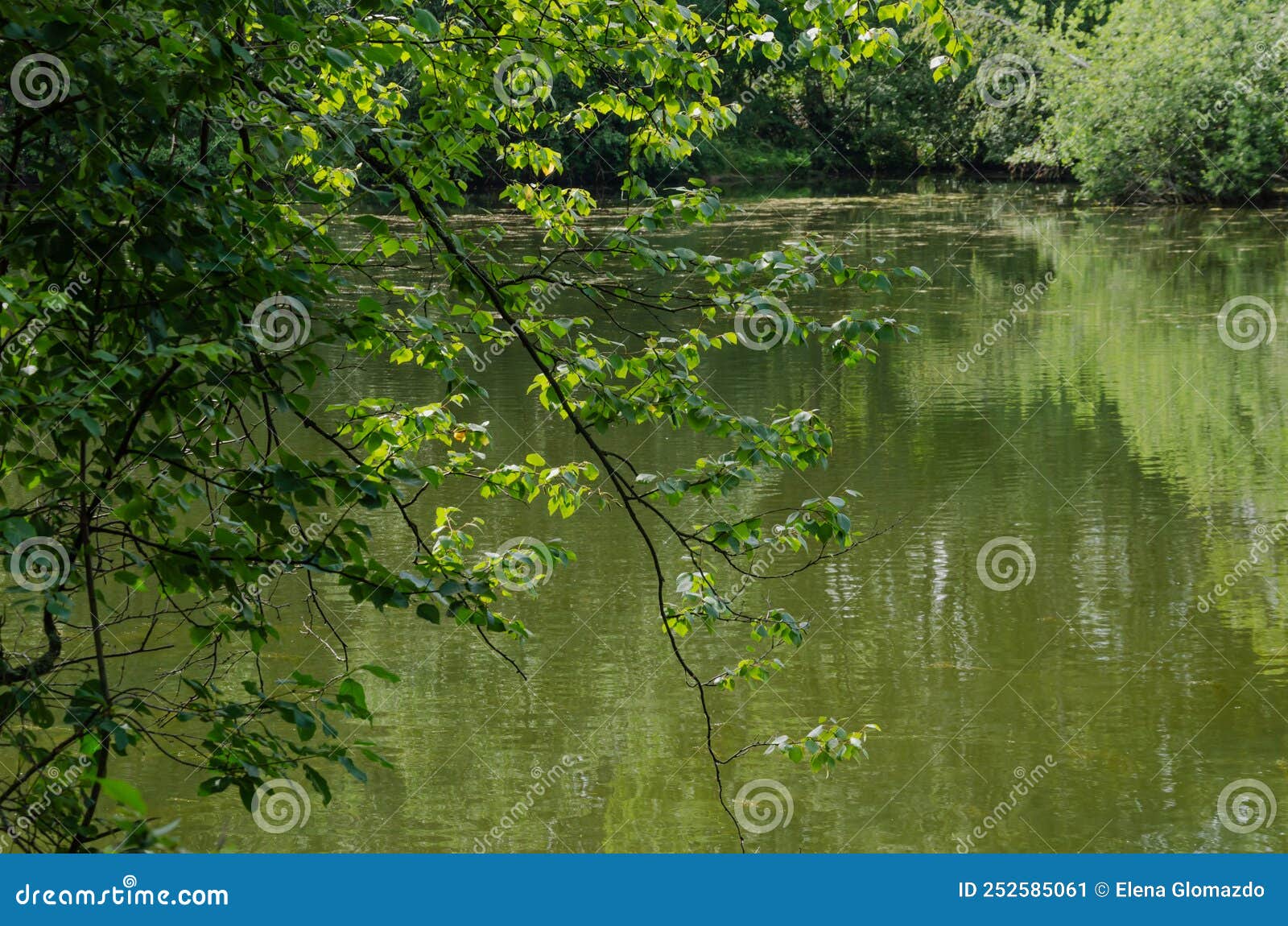 Summer Landscape, Water Shore with Forest and Reflection Input Stock ...