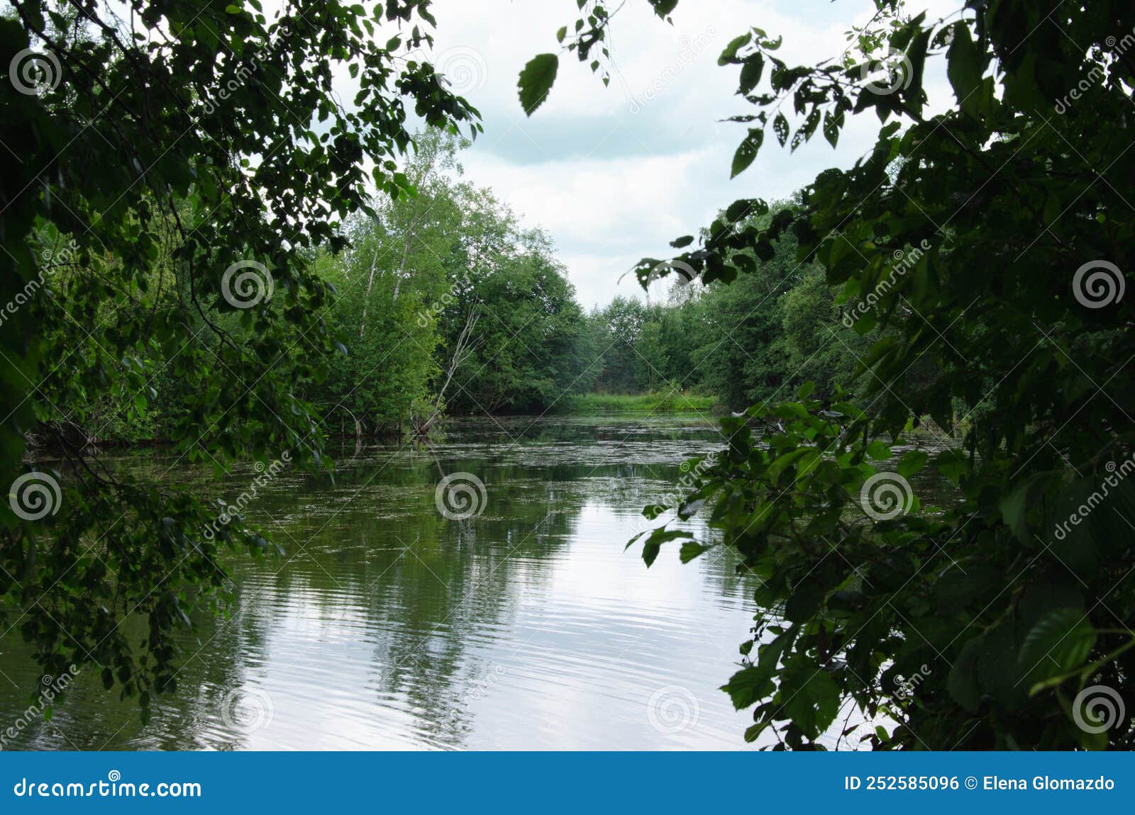 Summer Landscape, Water Shore with Forest and Reflection Input Stock ...