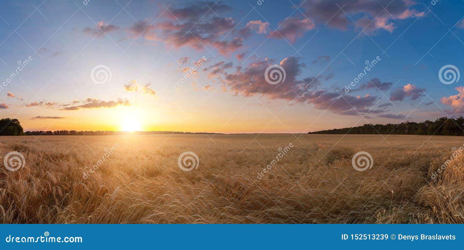 Summer Landscape of Wheat Crop Field Sunset. Panorama Stock Image ...