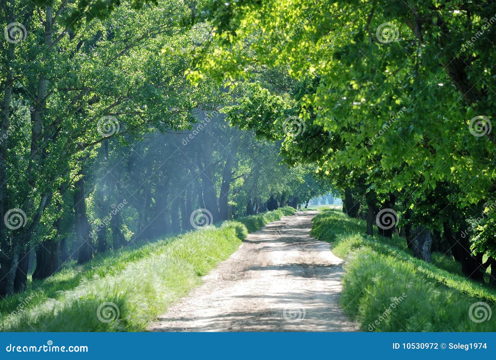 Summer Landscape with Wood Road Stock Photo - Image of grass, lane ...
