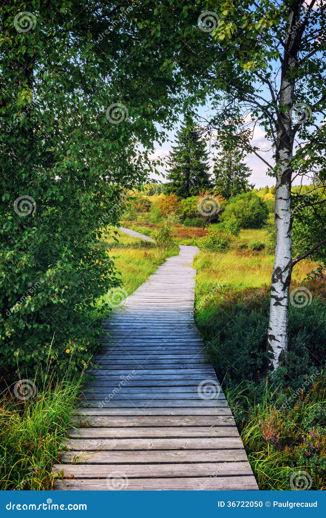 Summer Landscape with Wooden Pathway Stock Photo - Image of pathway ...