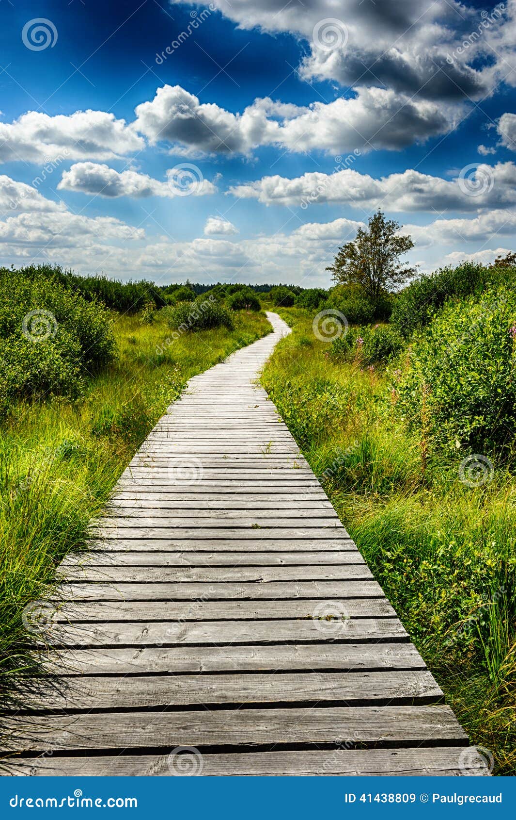 Summer Landscape with Wooden Walkway Stock Image - Image of lane, plant ...