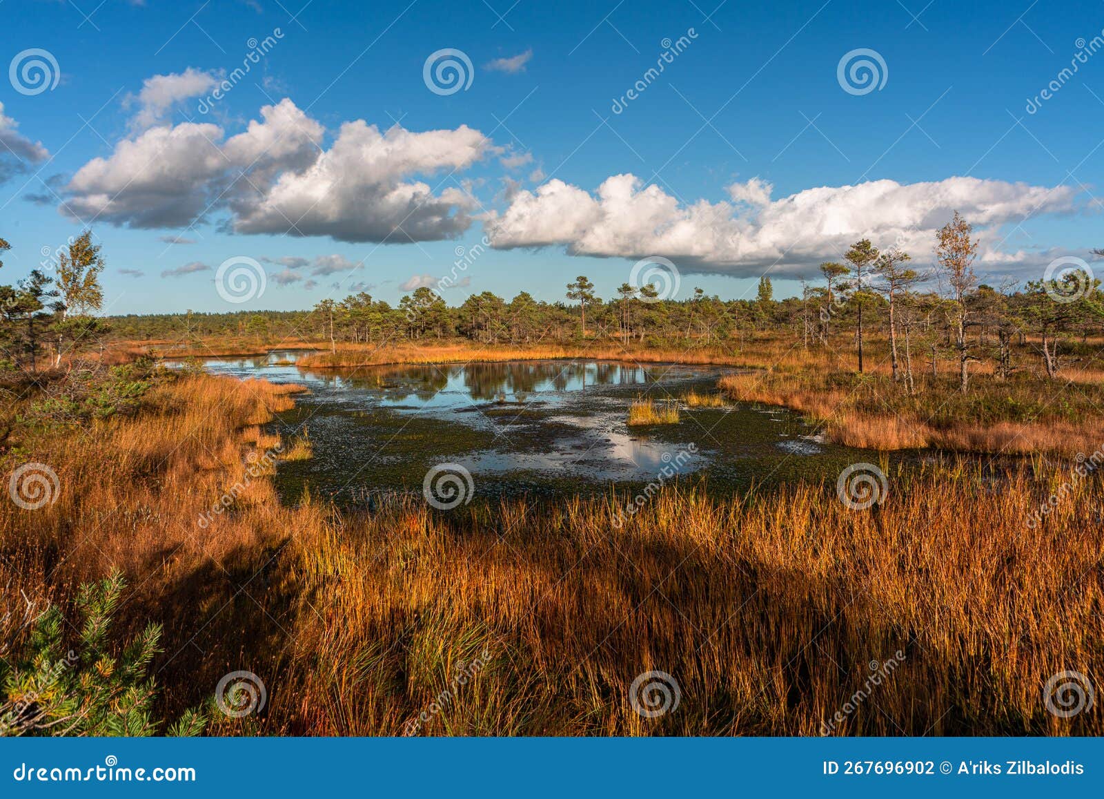 Summer Landscapes of Swamp Lakes with Clouds Stock Photo - Image of ...