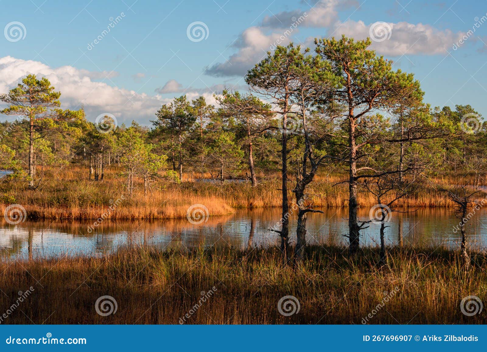 Summer Landscapes of Swamp Lakes with Clouds Stock Image - Image of ...