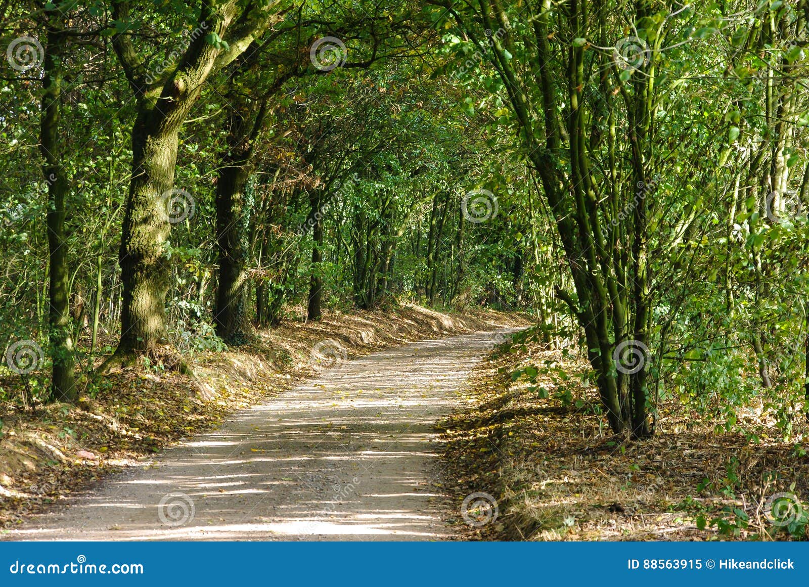 Summer lane stock image. Image of lane, summer, loenen - 88563915